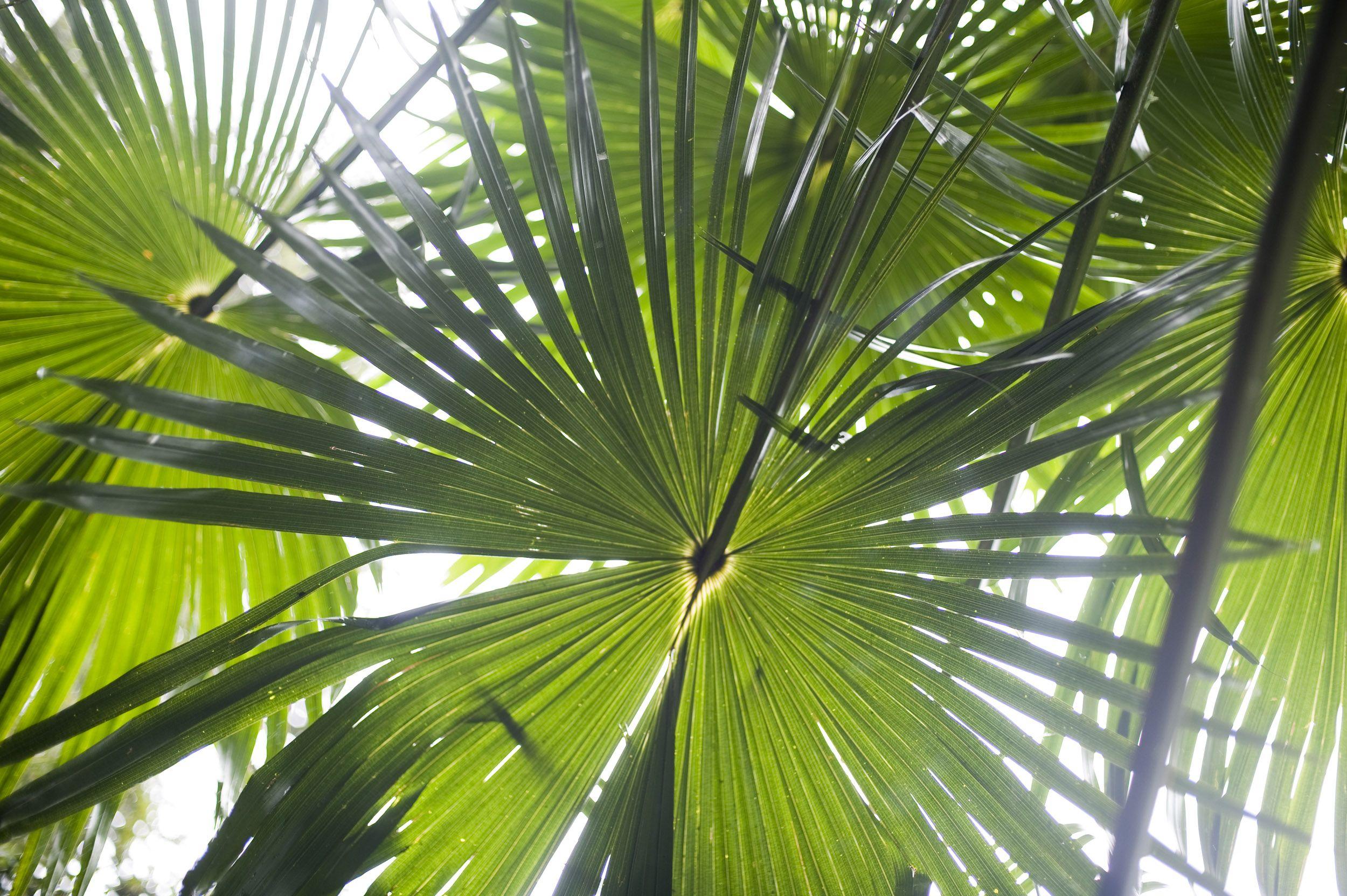 Palm Desktop Wallpapers - Top Free Palm Desktop Backgrounds ...