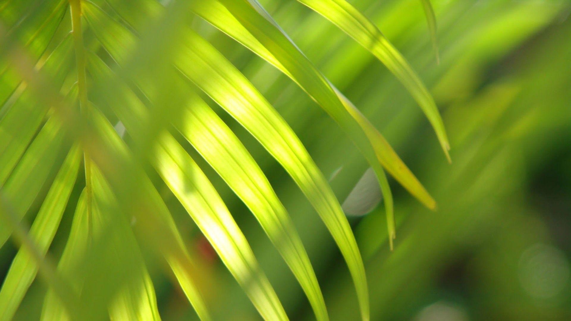 Palm Desktop Wallpapers - Top Free Palm Desktop Backgrounds ...