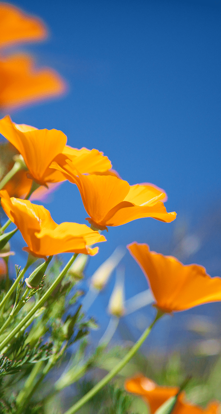 Old iOS Wallpapers - Top Free Old iOS Backgrounds - WallpaperAccess