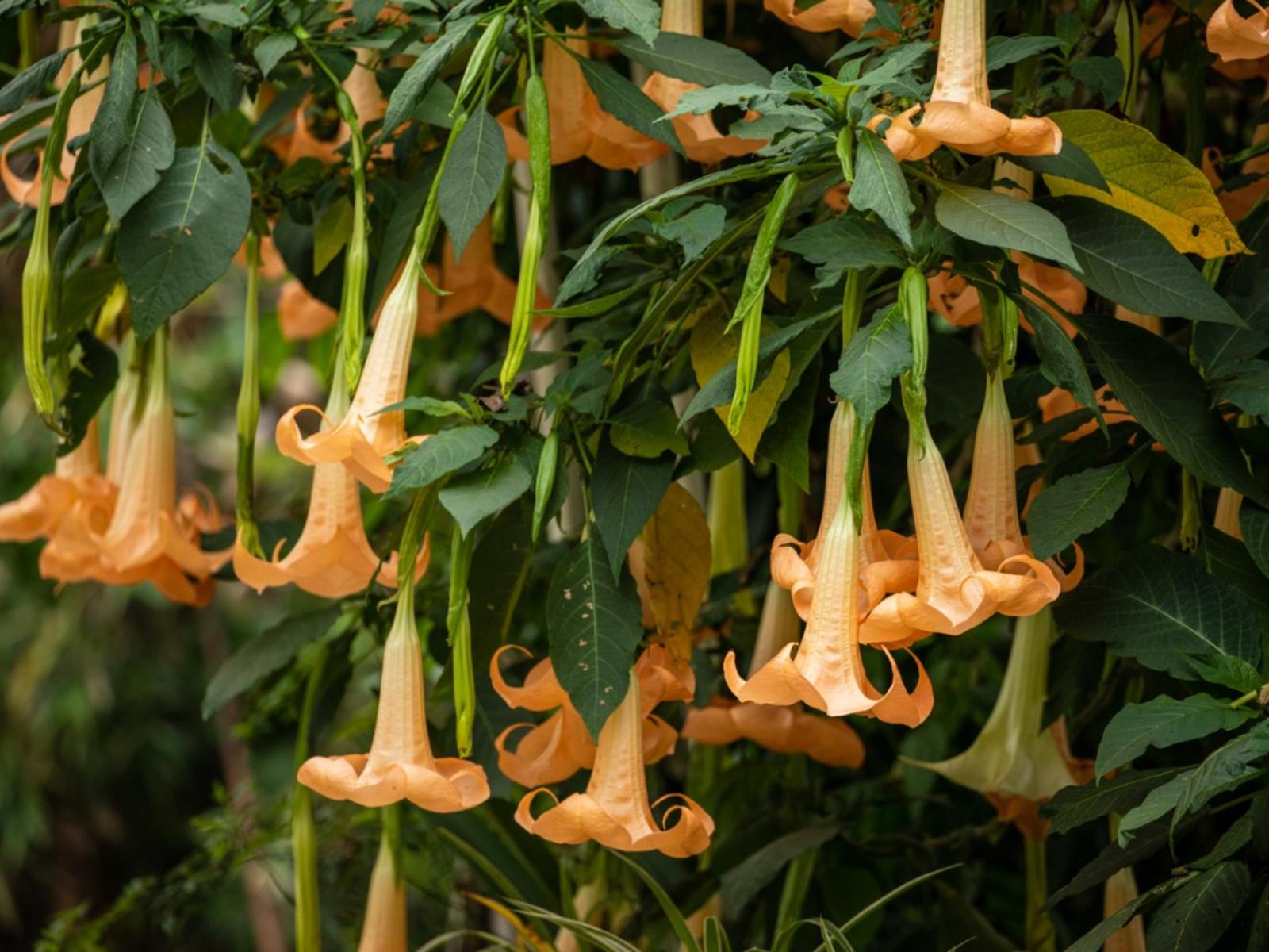 Angel Trumpet Wallpapers - Top Free Angel Trumpet Backgrounds ...