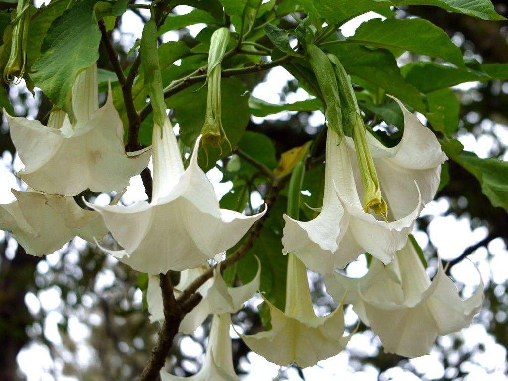 Angel Trumpet Wallpapers - Top Free Angel Trumpet Backgrounds ...