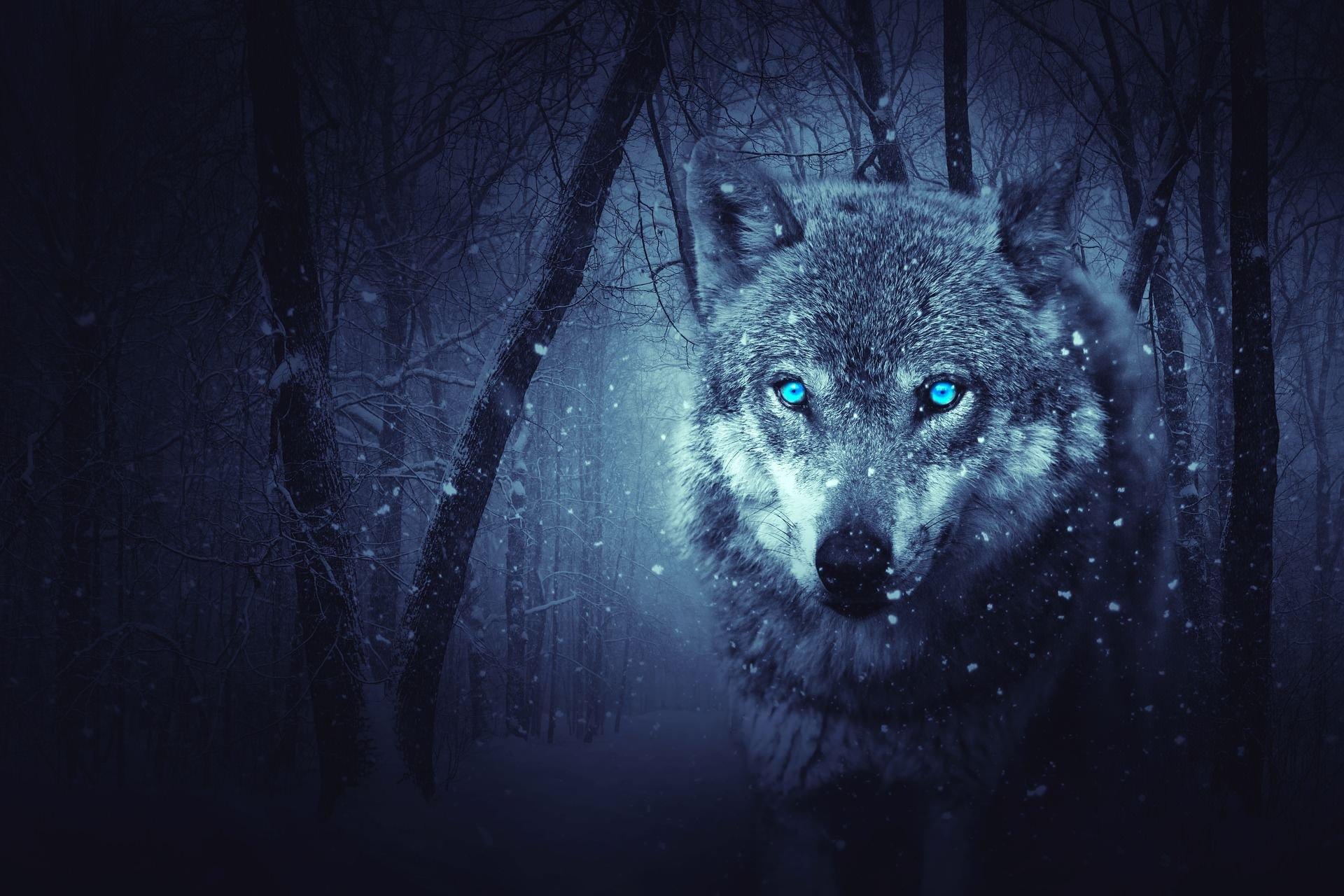 Amazing Wolf Wallpapers - Top Free Amazing Wolf Backgrounds ...