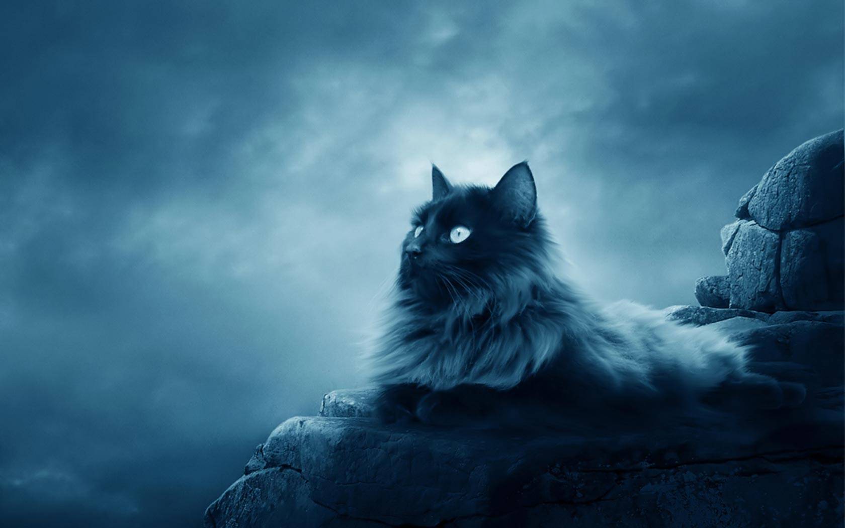 Maine Coon Kittens Wallpapers - Top Free Maine Coon Kittens Backgrounds ...