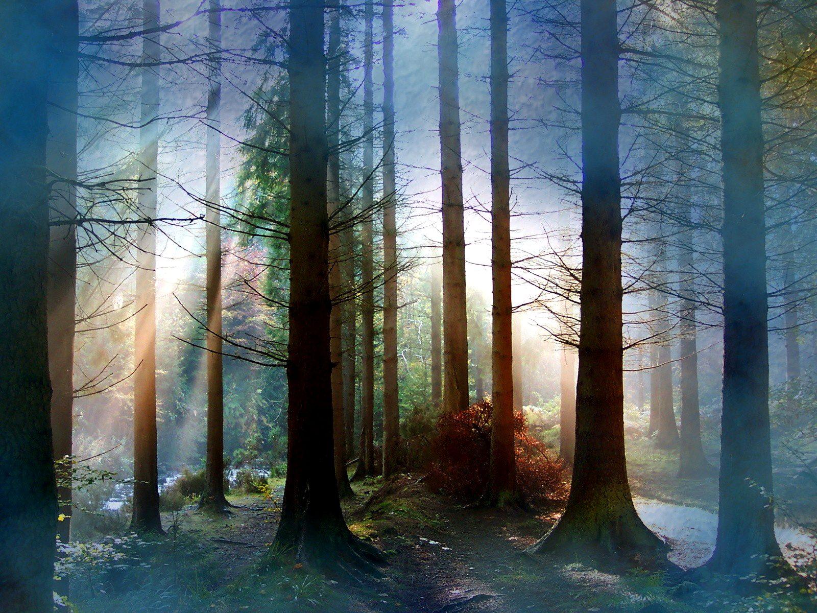 Forest Scene Wallpapers - Top Free Forest Scene Backgrounds ...