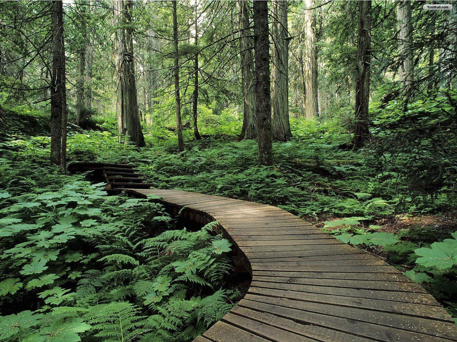 Forest Scene Wallpapers - Top Free Forest Scene Backgrounds ...
