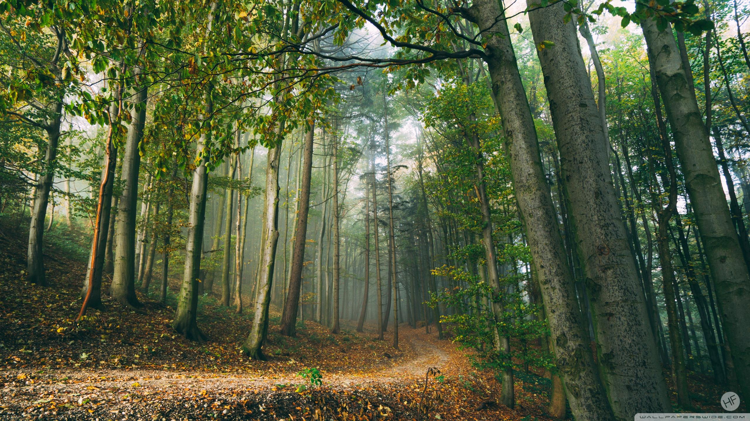 Forest Scene Wallpapers - Top Free Forest Scene Backgrounds ...