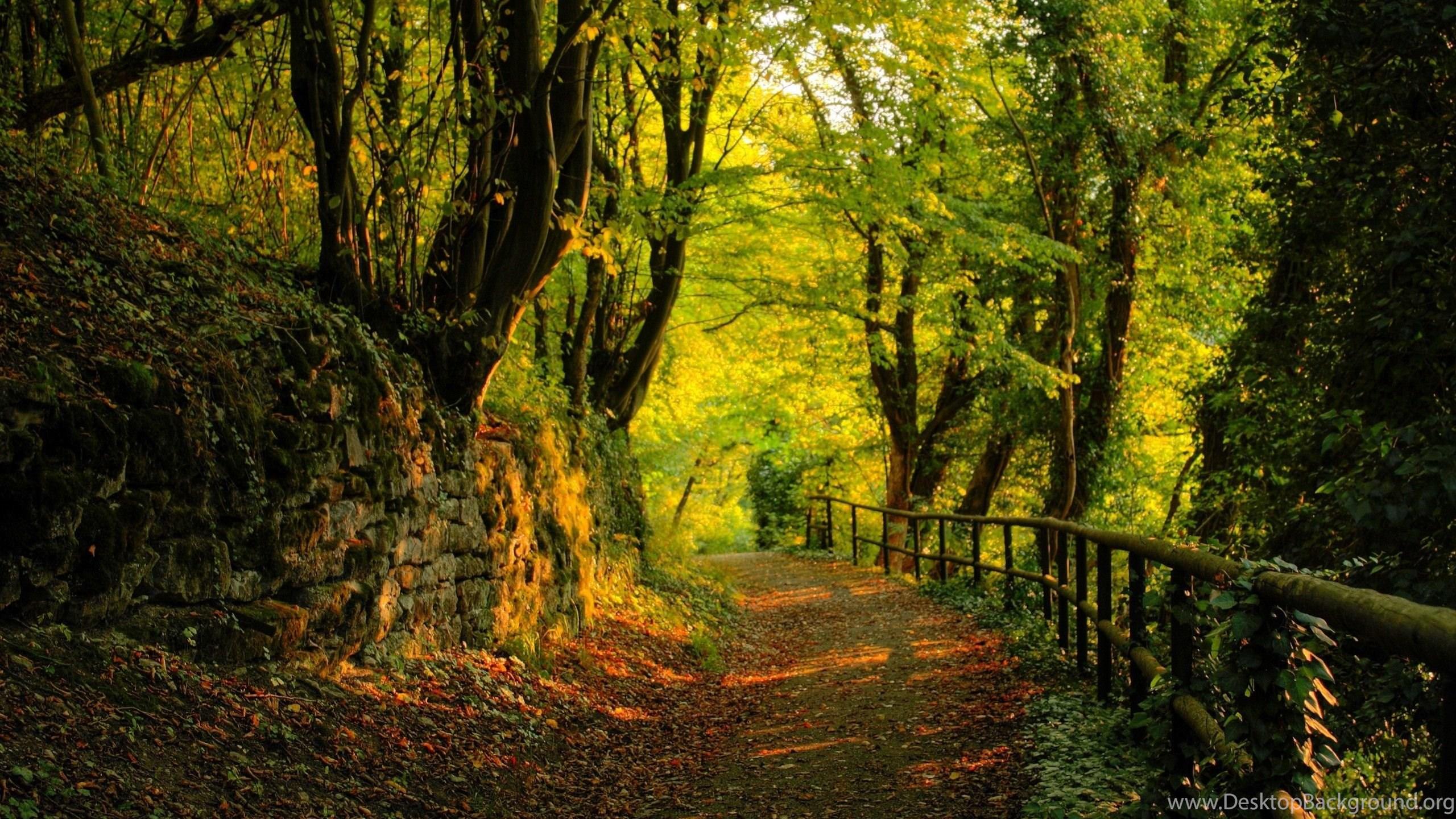 Forest Scene Wallpapers - Top Free Forest Scene Backgrounds ...