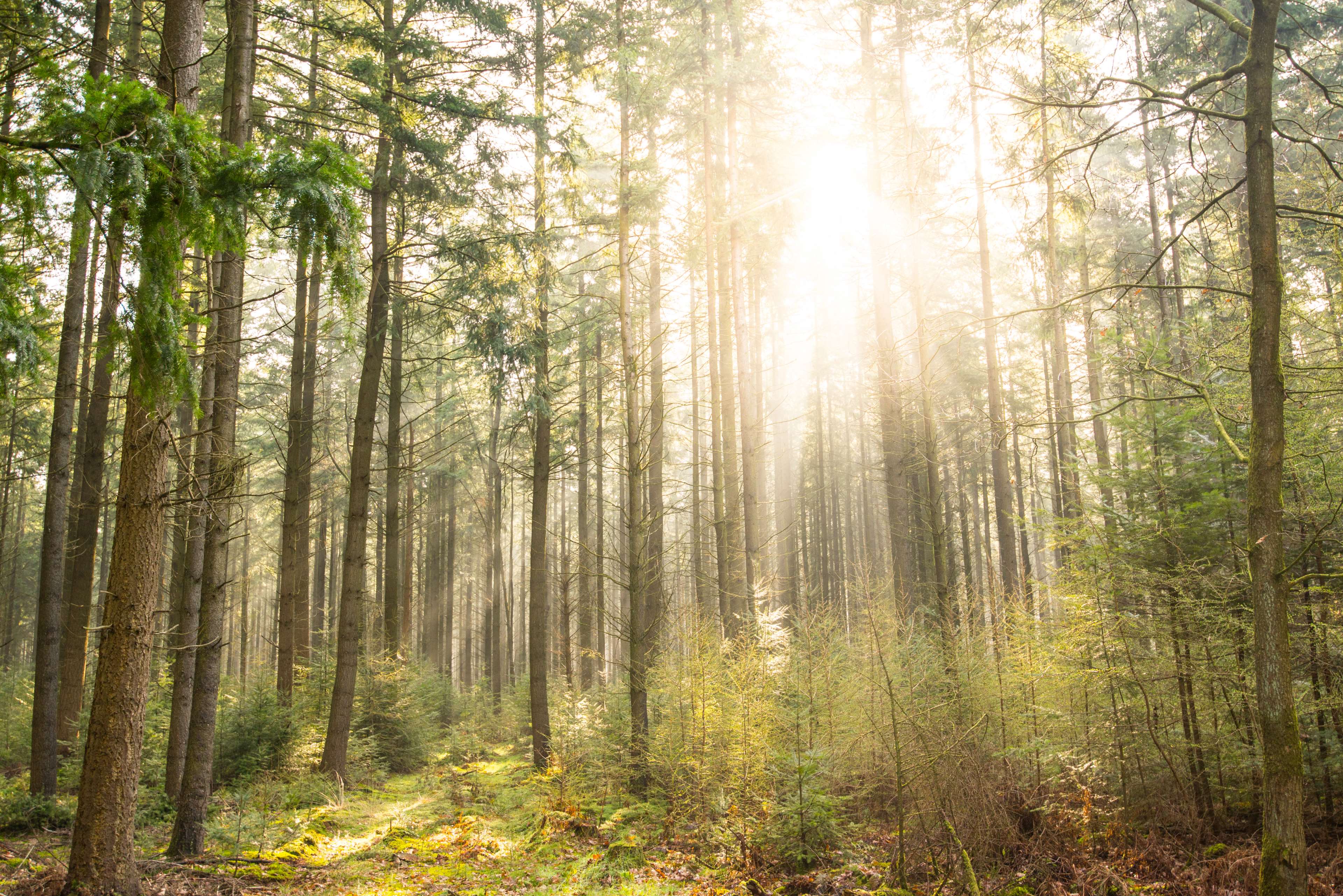 Forest Scene Wallpapers - Top Free Forest Scene Backgrounds ...