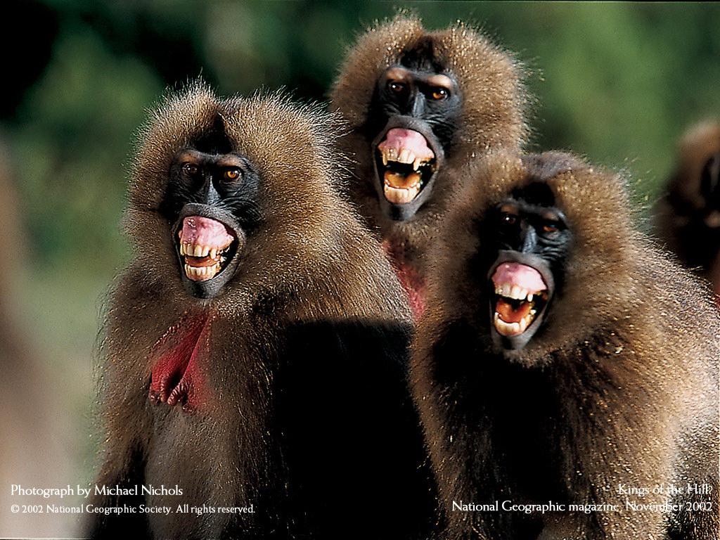 Macacos Wallpapers - Top Free Macacos Backgrounds - WallpaperAccess