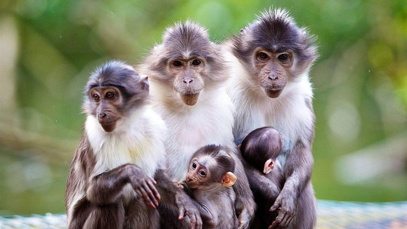 Macacos Wallpapers - Top Free Macacos Backgrounds - WallpaperAccess