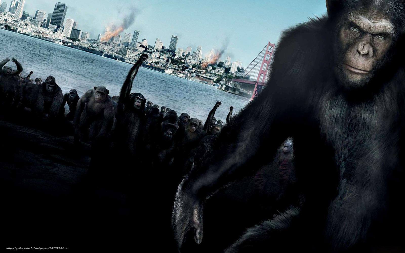 Macacos Wallpapers - Top Free Macacos Backgrounds - WallpaperAccess