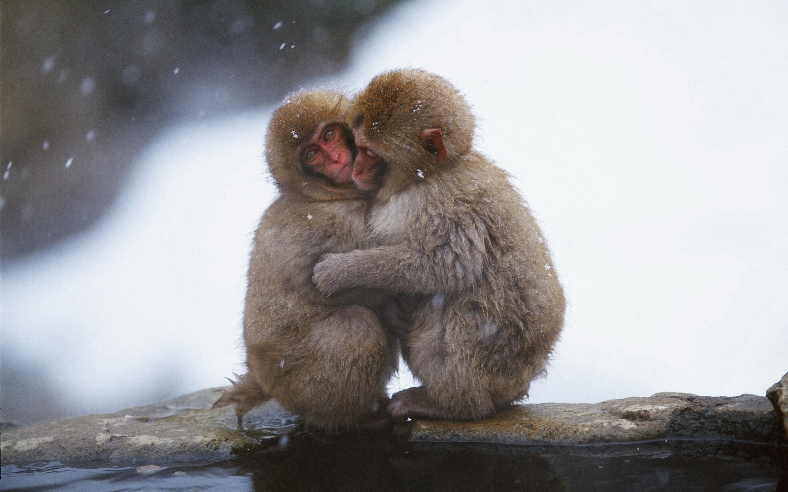 Macacos Wallpapers - Top Free Macacos Backgrounds - WallpaperAccess