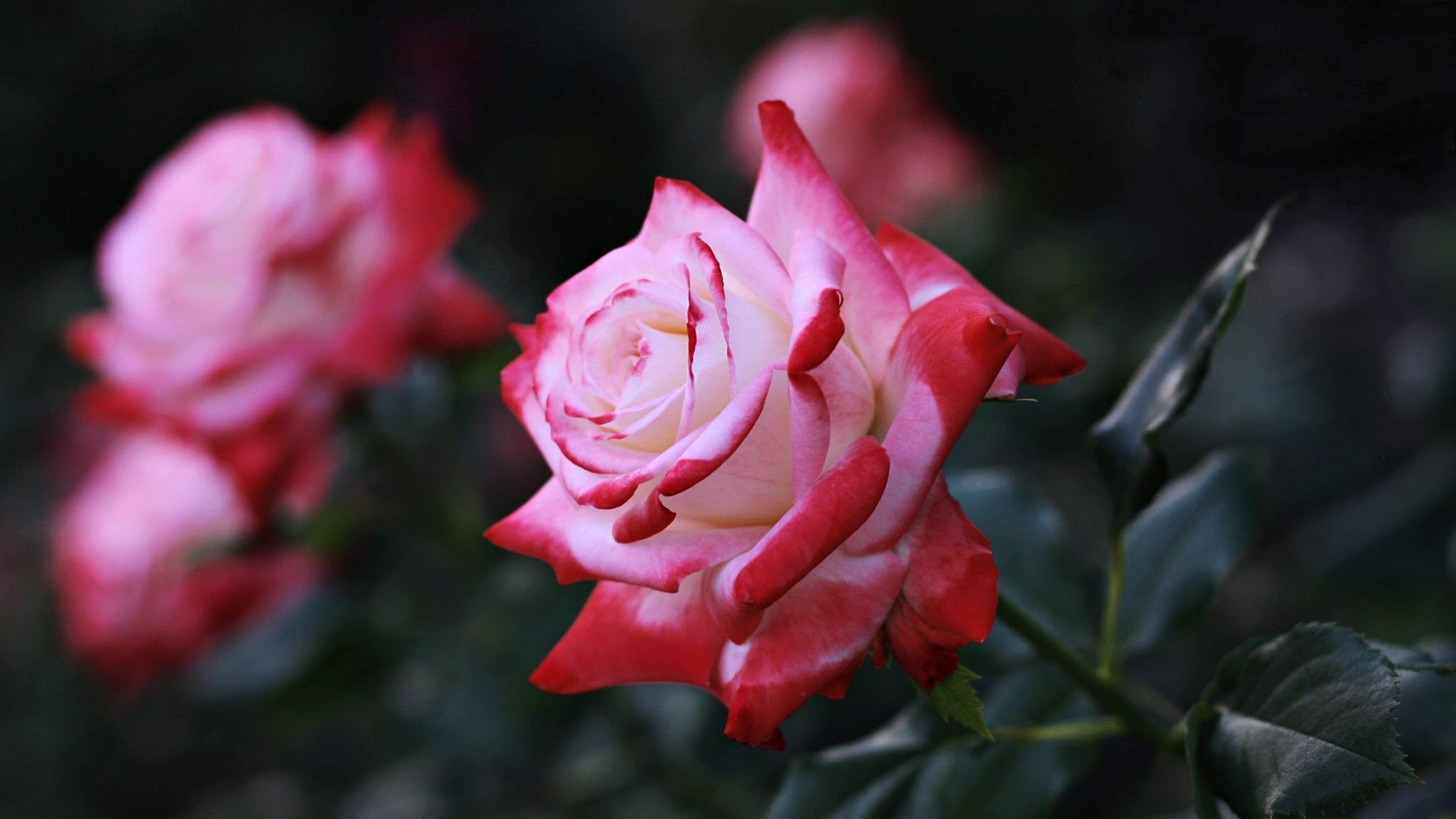 4K Ultra HD Rose Wallpapers Top Free 4K Ultra HD Rose Backgrounds 4K Ultra HD Rose Wallpapers Top Free 4K Ultra HD Rose Backgrounds