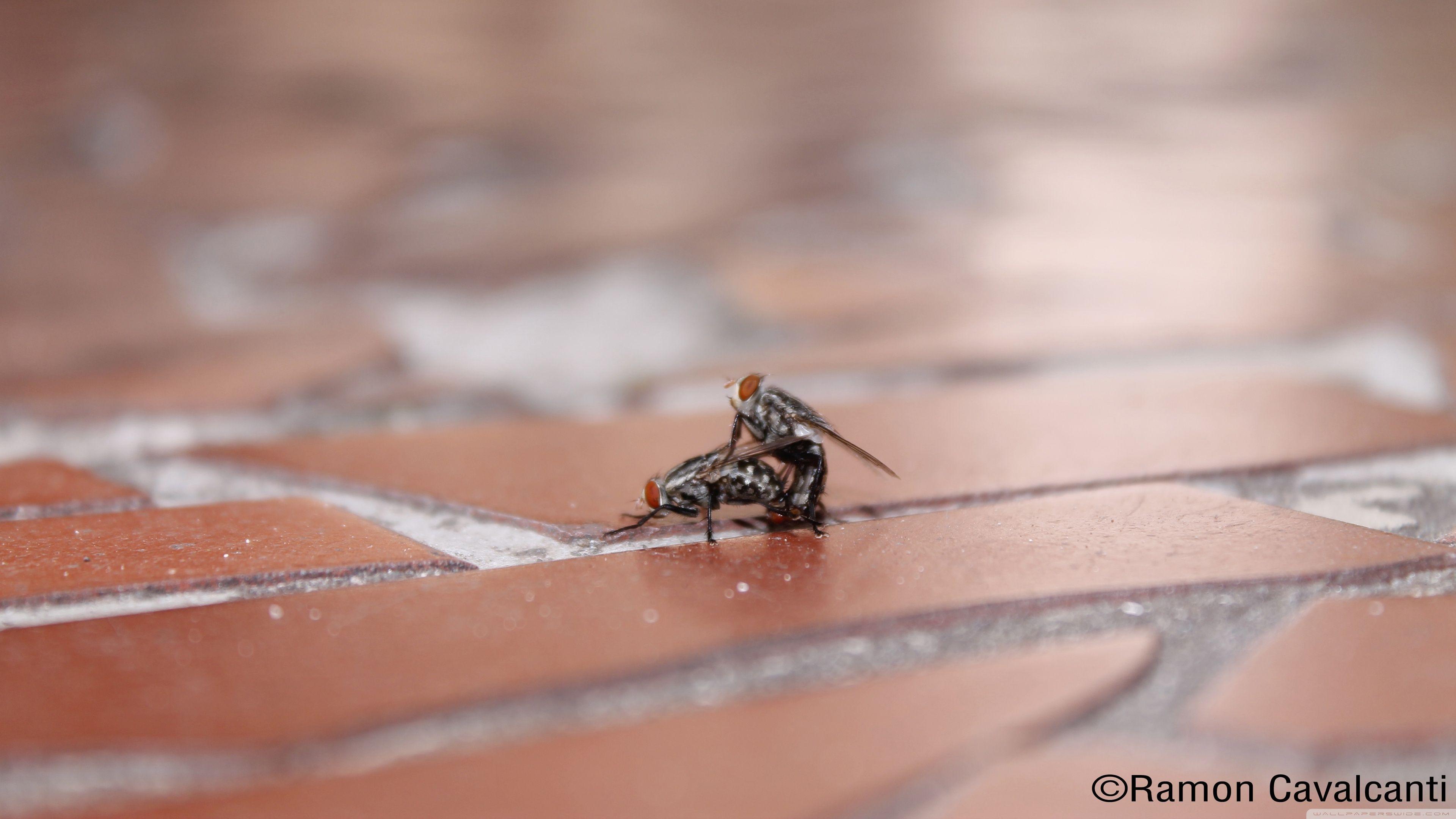 Pure Wallpapers - Top Free Pure Backgrounds - WallpaperAccess