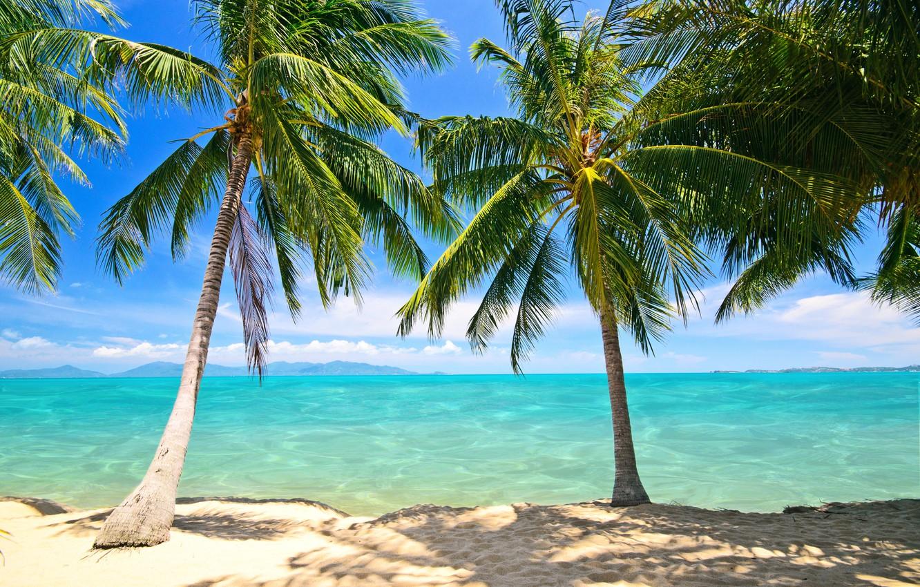 Summer Beach Palm Tree Wallpapers - Top Free Summer Beach Palm Tree ...