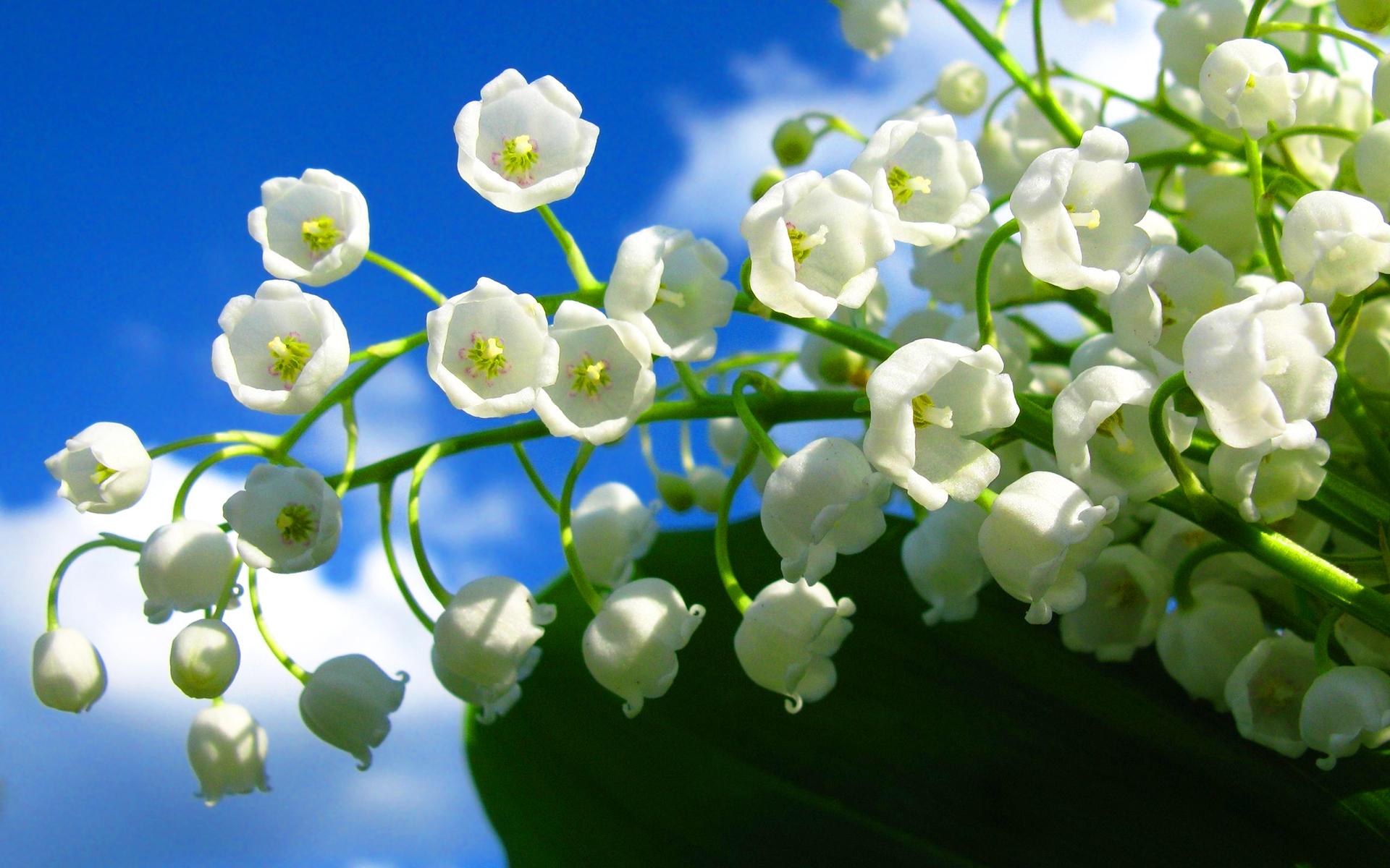 Lily of The Valley Wallpapers - Top Free Lily of The Valley Backgrounds - WallpaperAccess