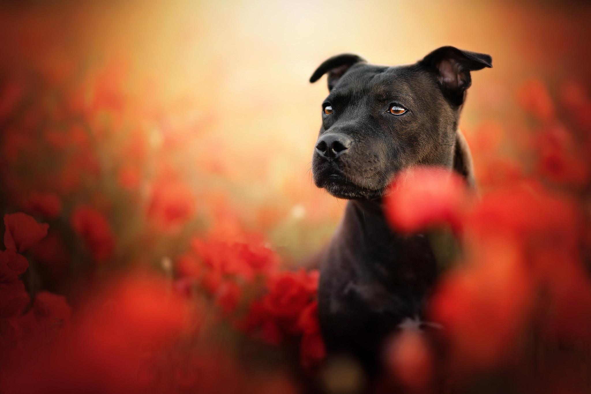 Staffy Wallpapers - Top Free Staffy Backgrounds - WallpaperAccess