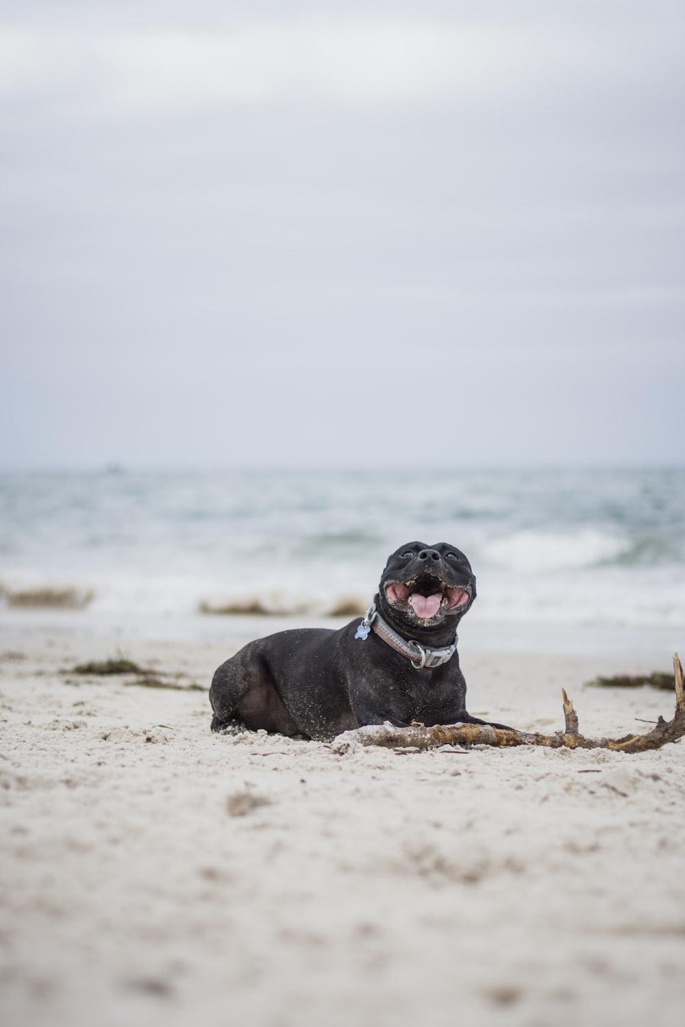 Staffy Wallpapers - Top Free Staffy Backgrounds - WallpaperAccess