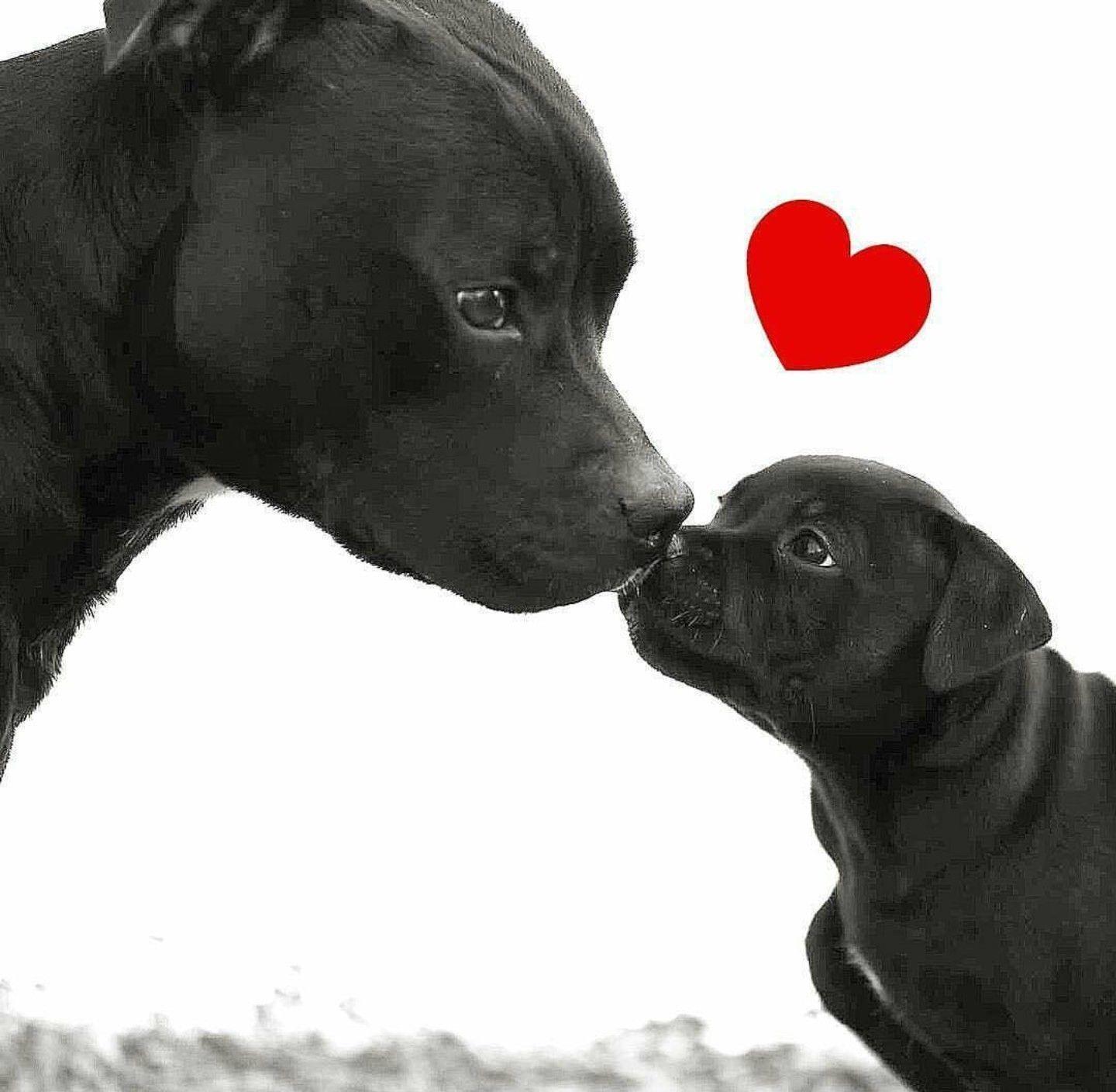 Staffy Wallpapers - Top Free Staffy Backgrounds - WallpaperAccess