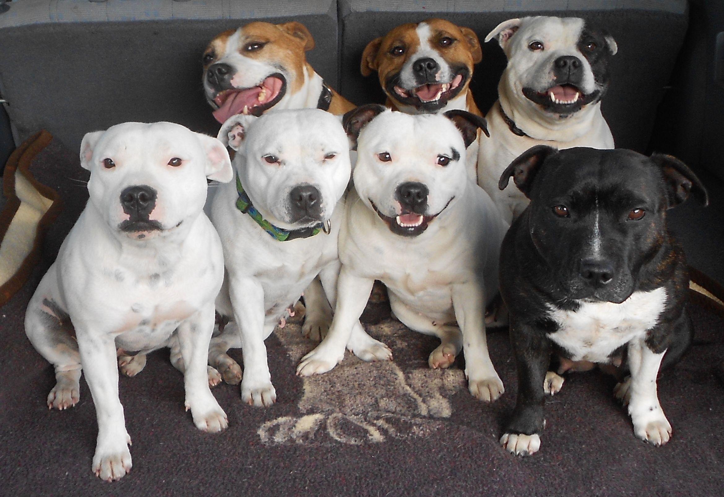 Staffy Wallpapers - Top Free Staffy Backgrounds - WallpaperAccess