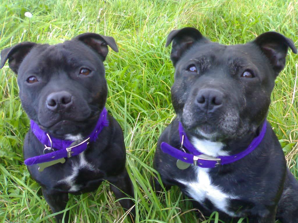 Staffy Wallpapers - Top Free Staffy Backgrounds - WallpaperAccess