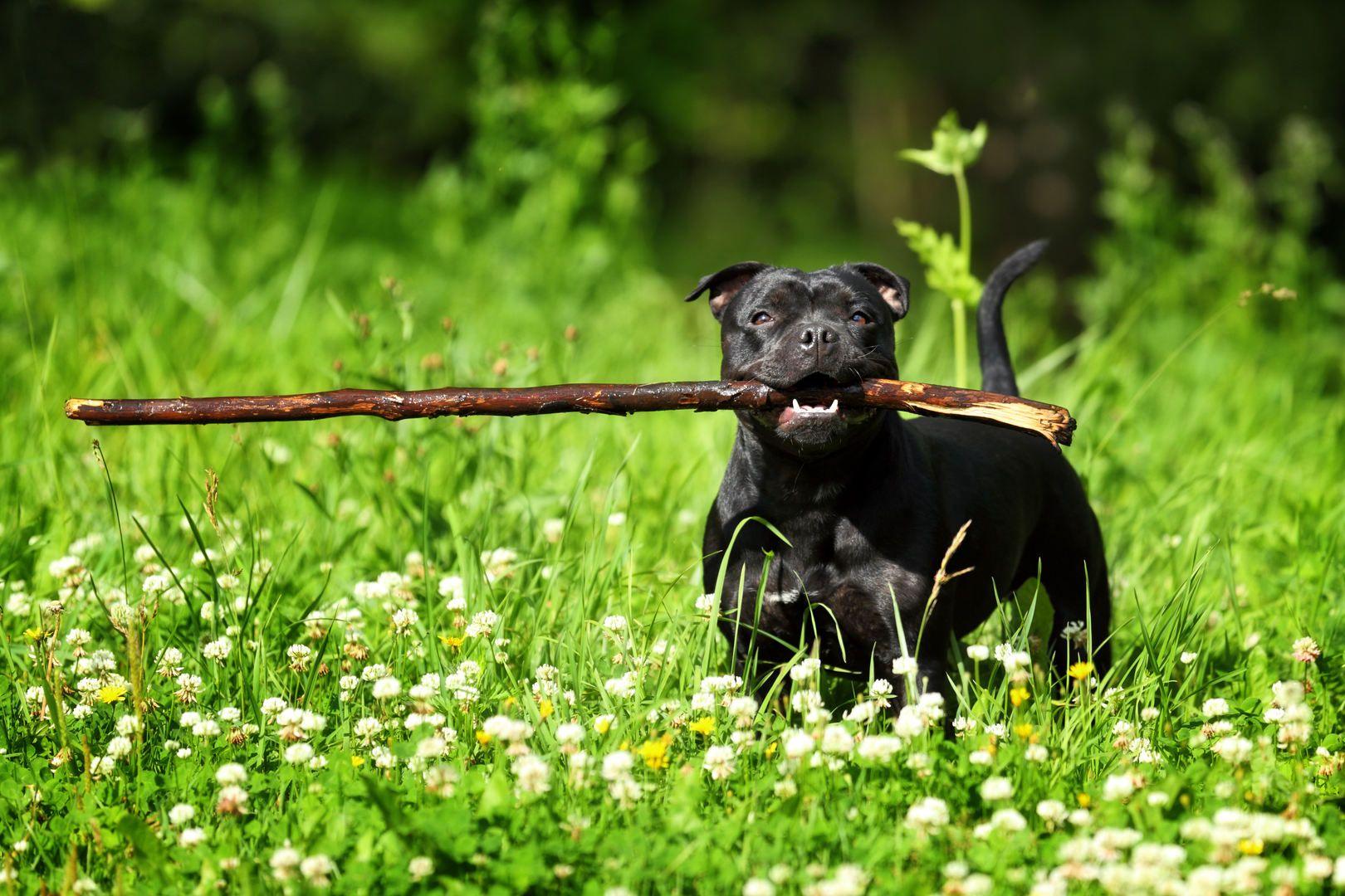 Staffy Wallpapers - Top Free Staffy Backgrounds - WallpaperAccess