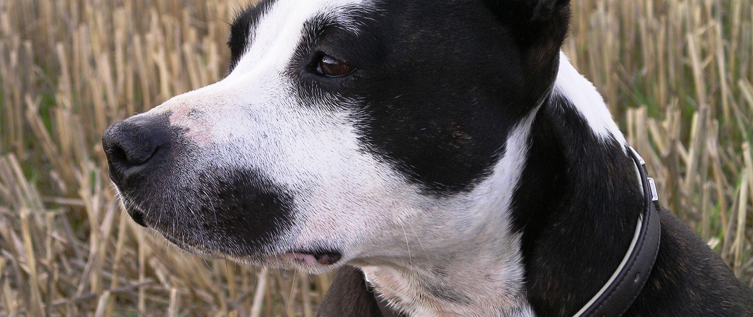 Staffy Wallpapers - Top Free Staffy Backgrounds - WallpaperAccess