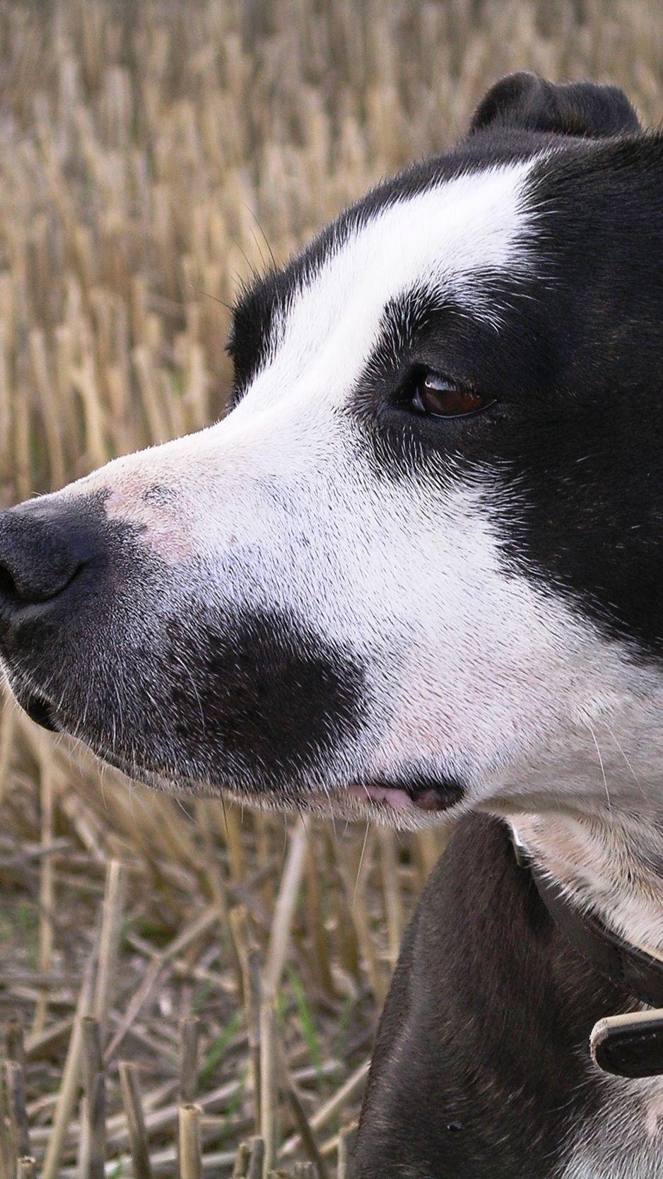 Staffy Wallpapers - Top Free Staffy Backgrounds - WallpaperAccess