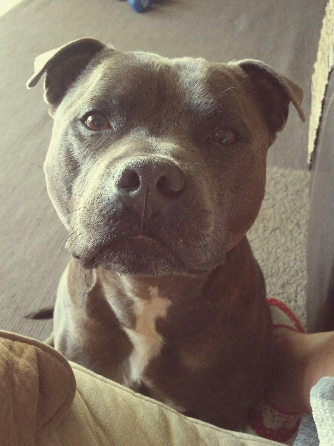 Staffy Wallpapers - Top Free Staffy Backgrounds - WallpaperAccess