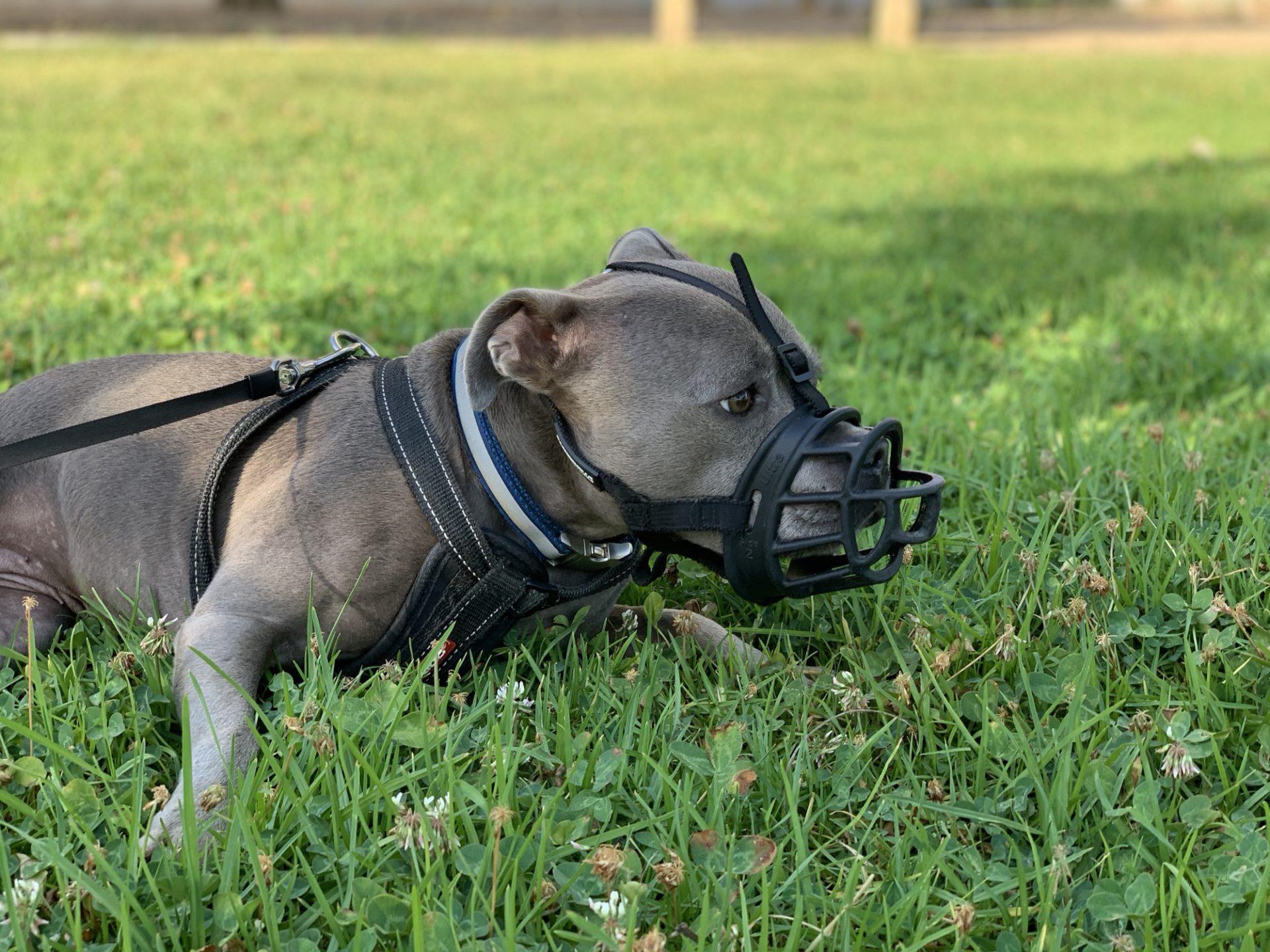 Staffy Wallpapers - Top Free Staffy Backgrounds - WallpaperAccess