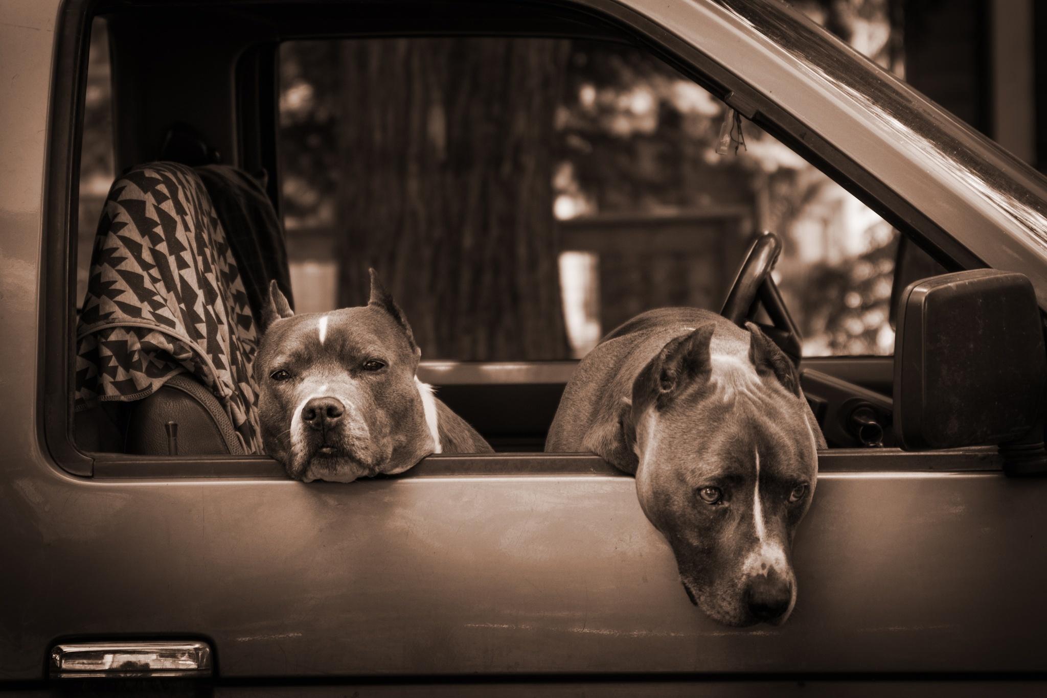 Staffy Wallpapers - Top Free Staffy Backgrounds - WallpaperAccess