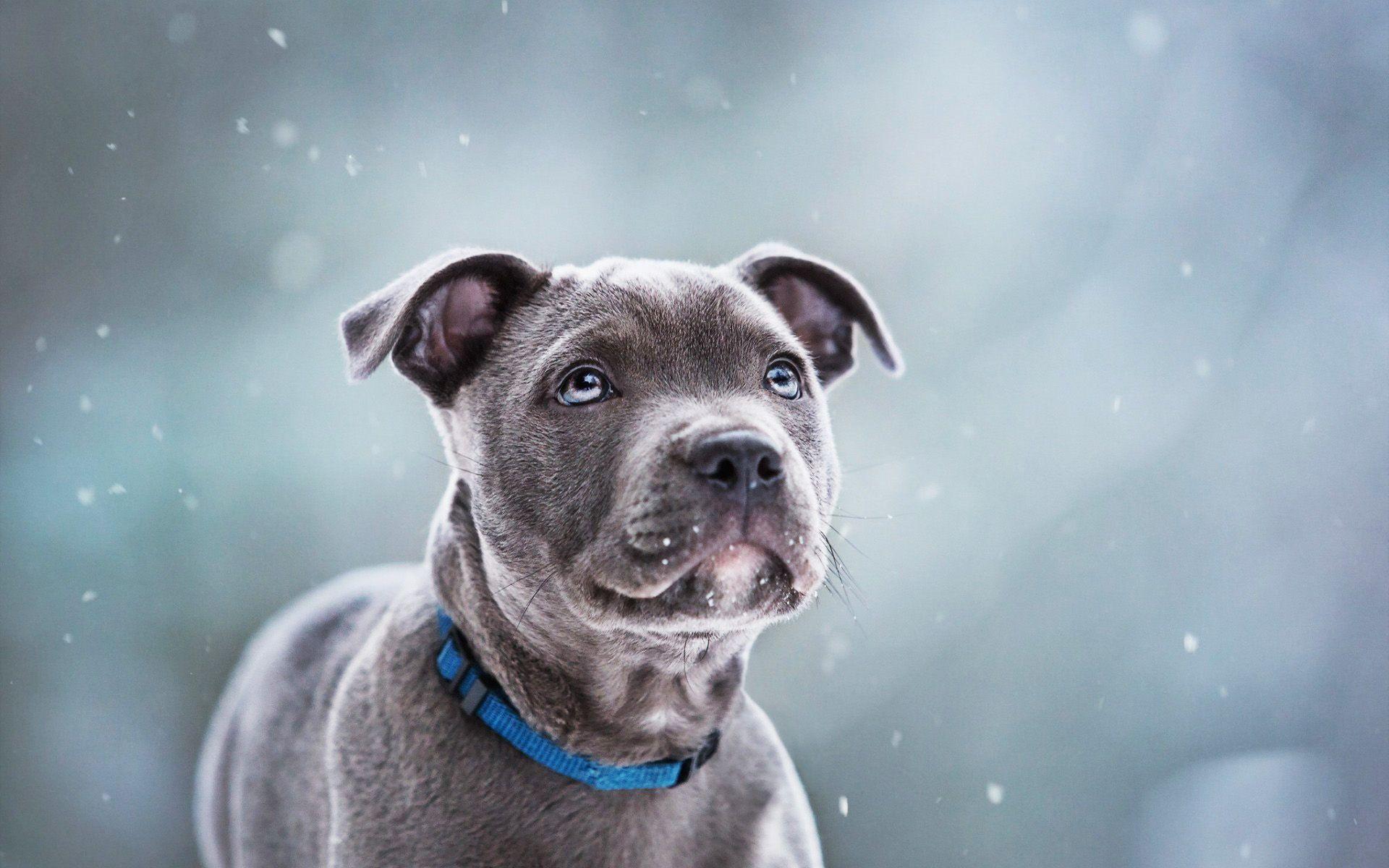 Staffy Wallpapers - Top Free Staffy Backgrounds - WallpaperAccess