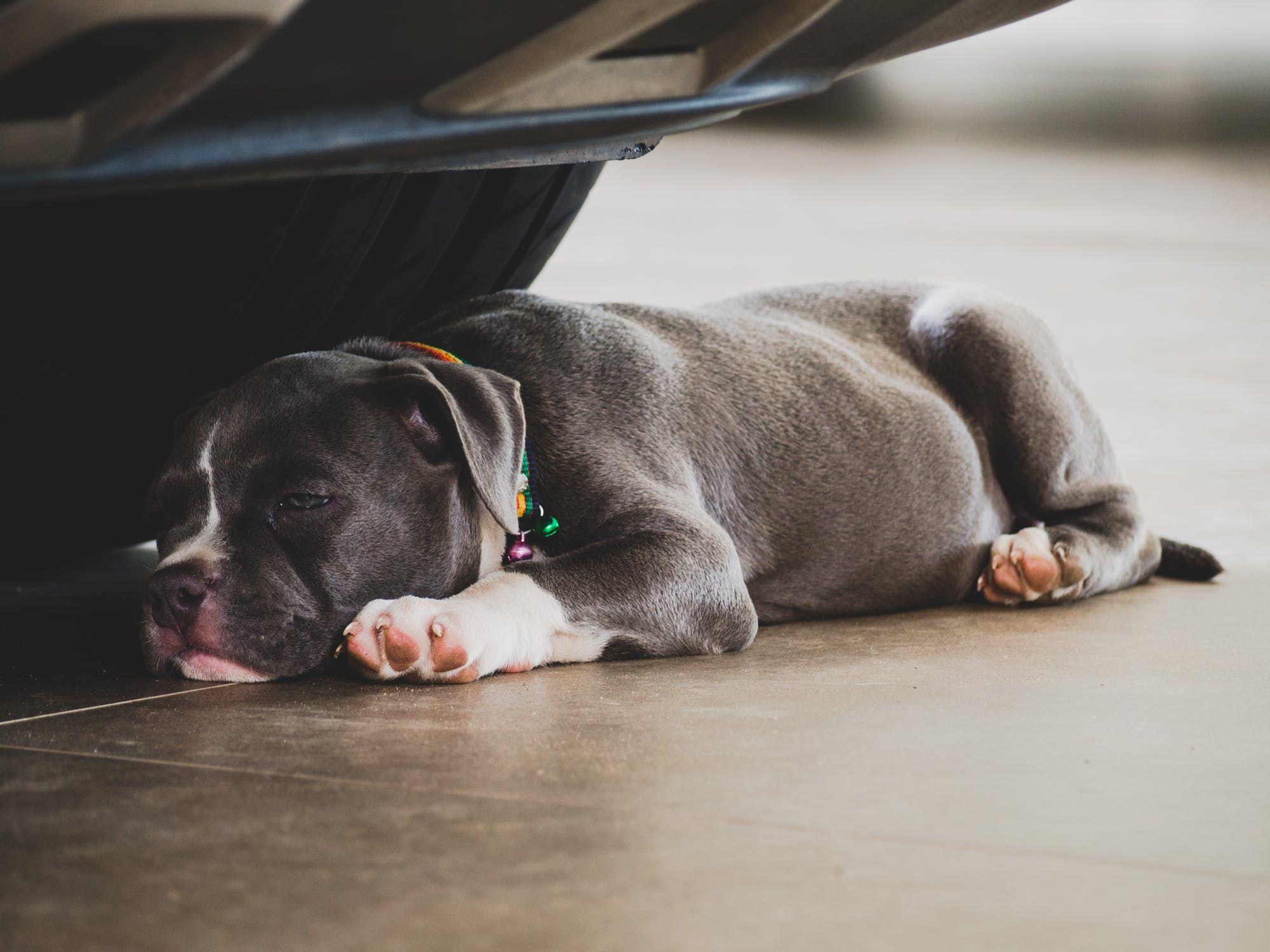 Staffy Wallpapers - Top Free Staffy Backgrounds - WallpaperAccess