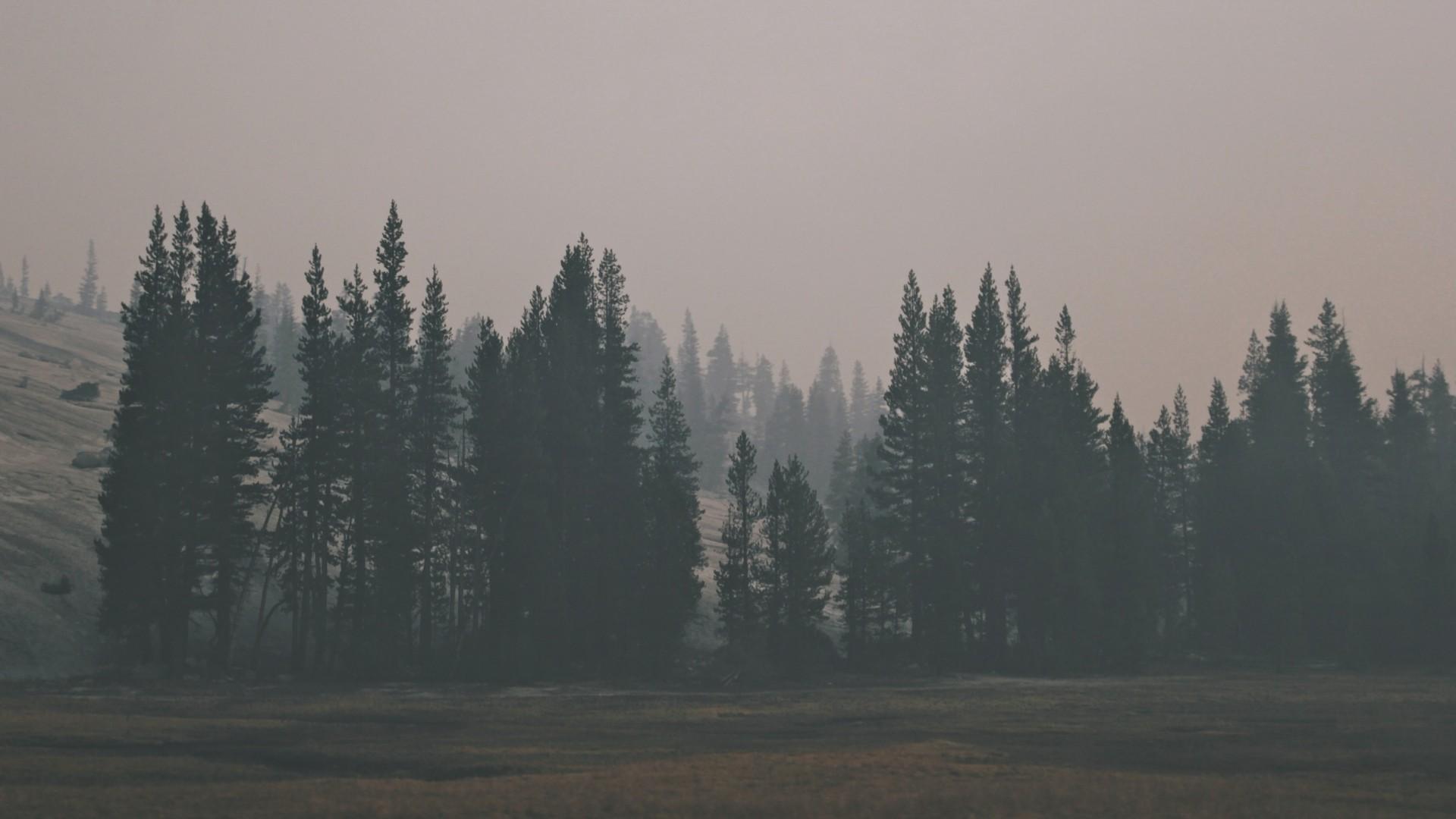 Aesthetic Forest Computer Wallpapers - Top Free Aesthetic Forest ...