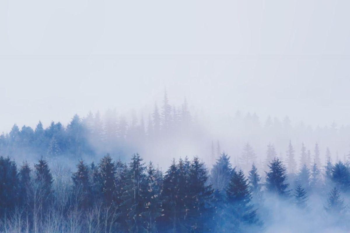 Aesthetic Forest Computer Wallpapers - Top Free Aesthetic Forest ...