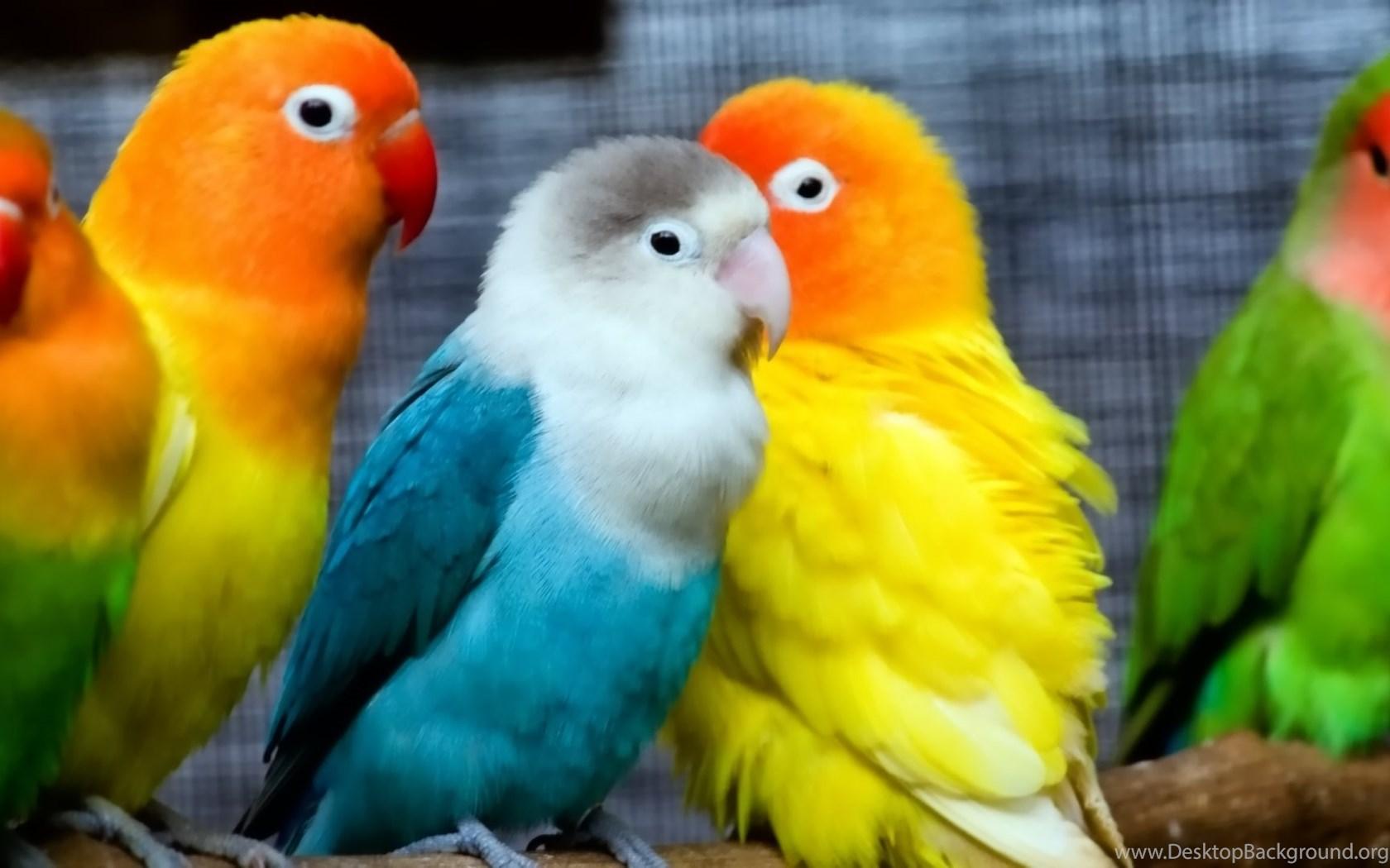 Cute Parrots Wallpapers - Top Free Cute Parrots Backgrounds ...