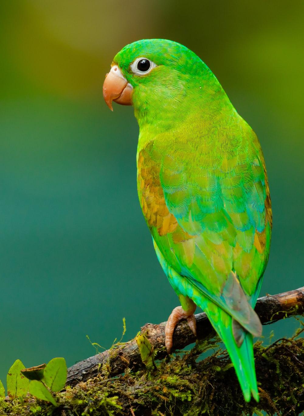 Cute Parrots Wallpapers - Top Free Cute Parrots Backgrounds ...
