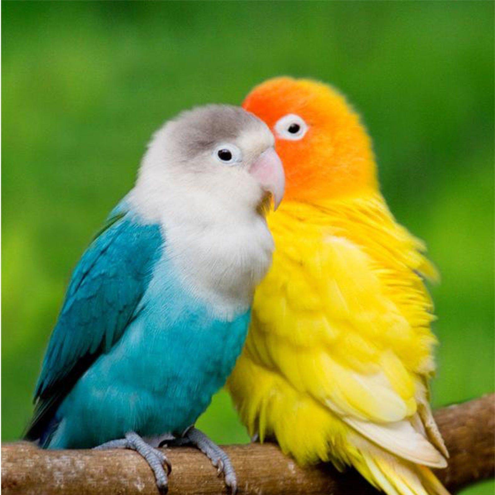 Cute Parrots Wallpapers - Top Free Cute Parrots Backgrounds ...