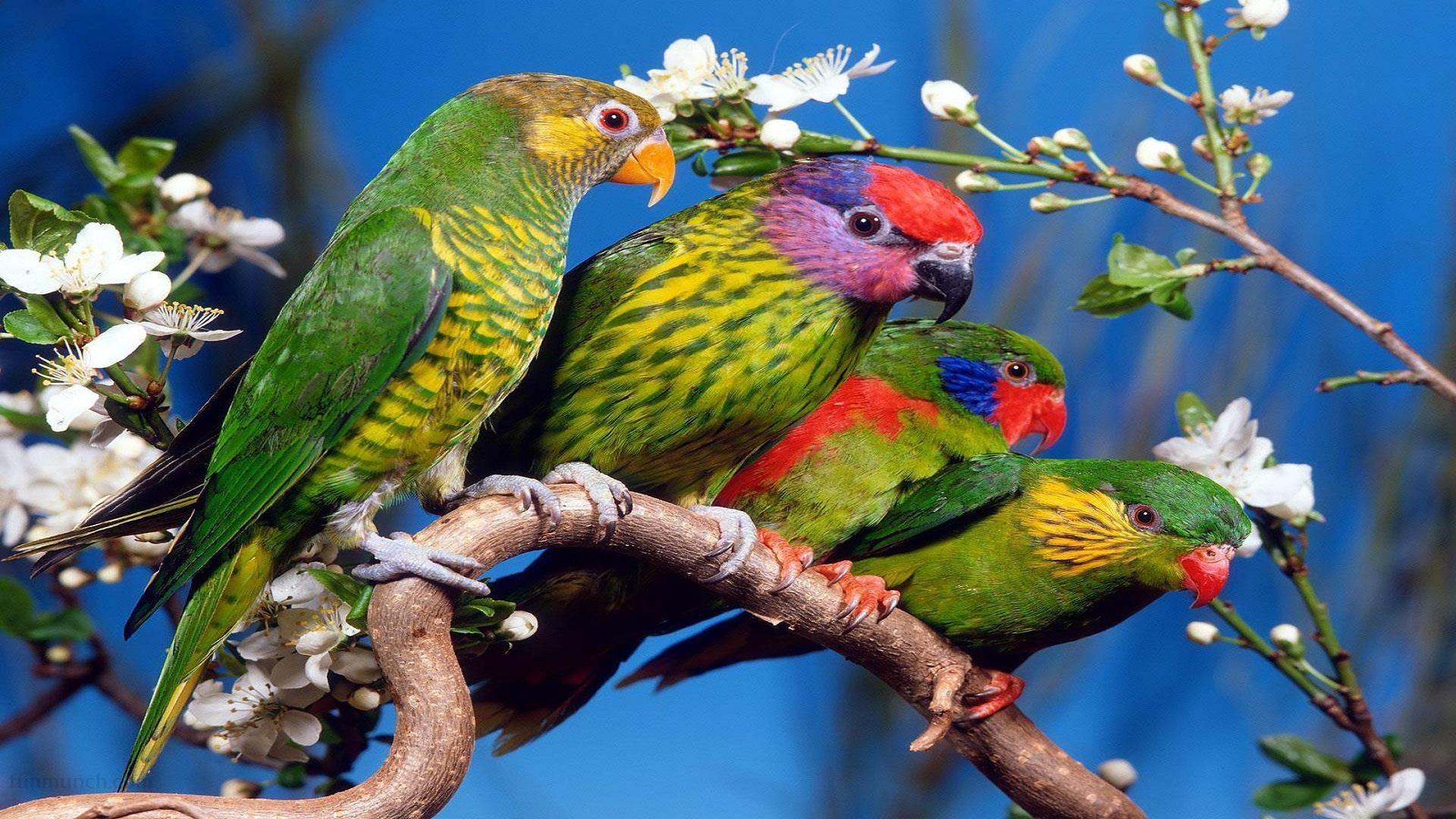 Cute Parrots Wallpapers - Top Free Cute Parrots Backgrounds ...