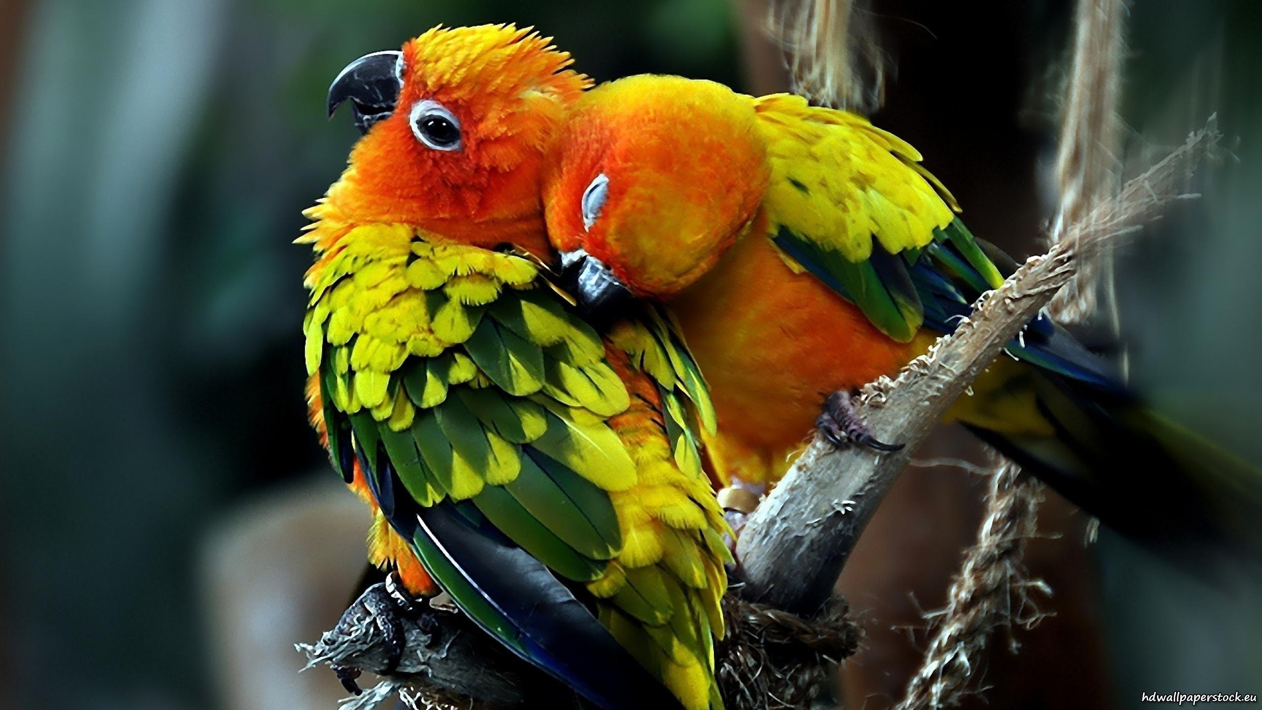 Cute Parrots Wallpapers - Top Free Cute Parrots Backgrounds ...