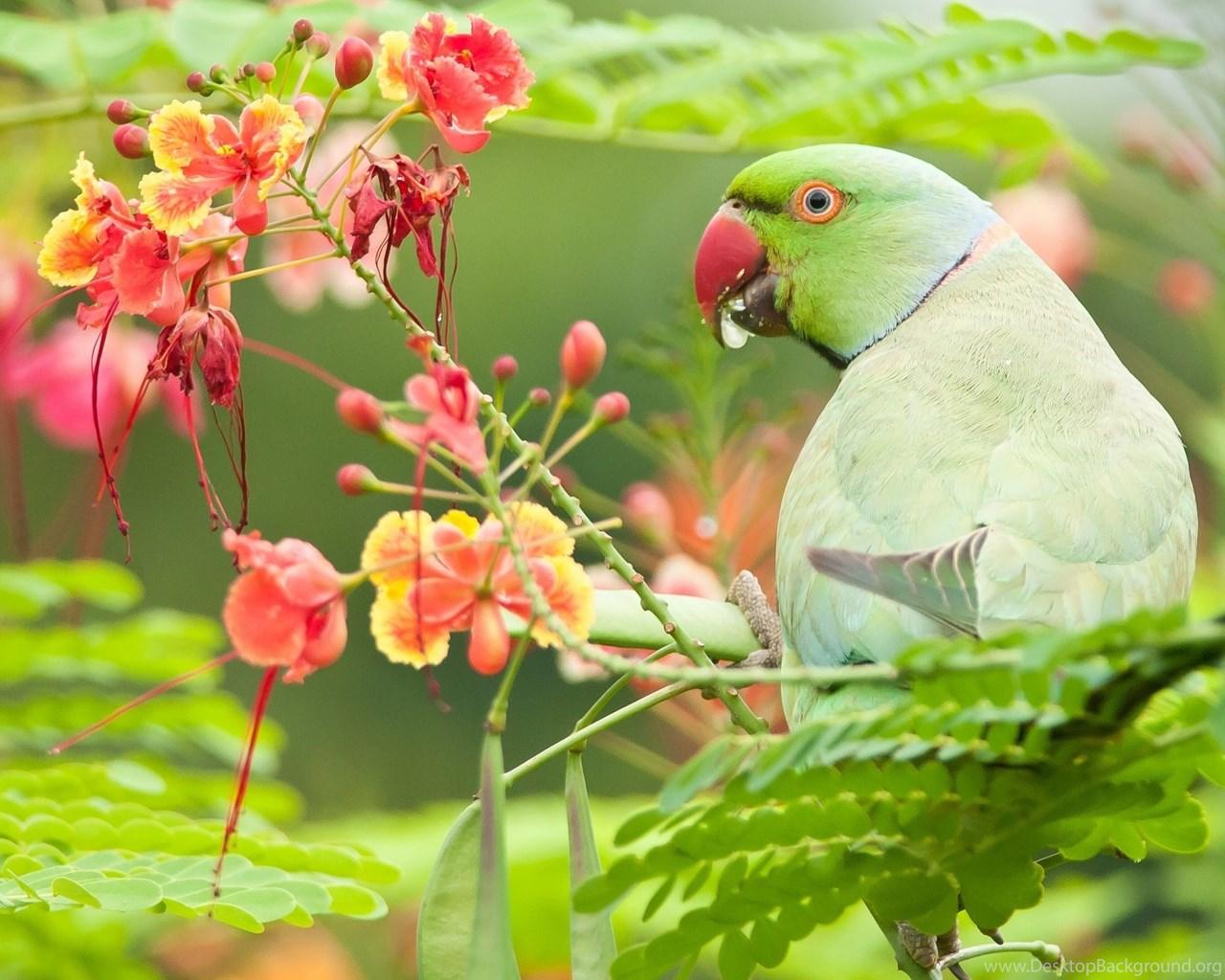 Cute Parrots Wallpapers - Top Free Cute Parrots Backgrounds ...