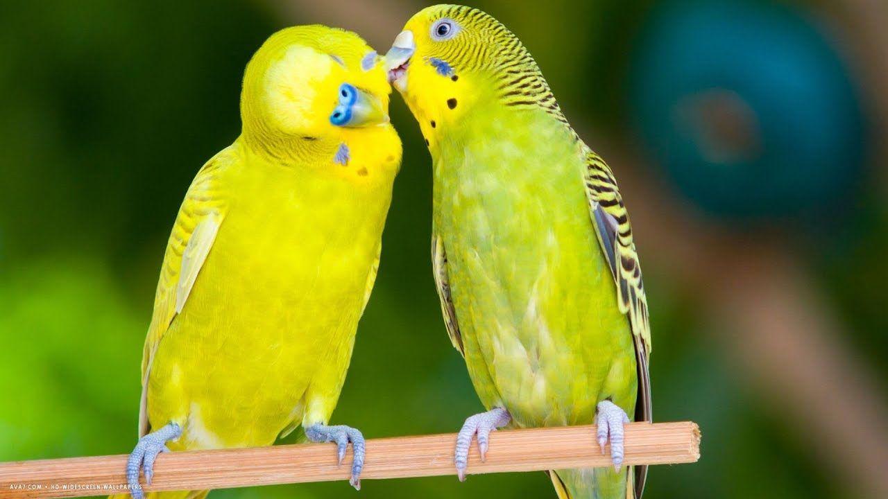 Cute Parrots Wallpapers - Top Free Cute Parrots Backgrounds ...
