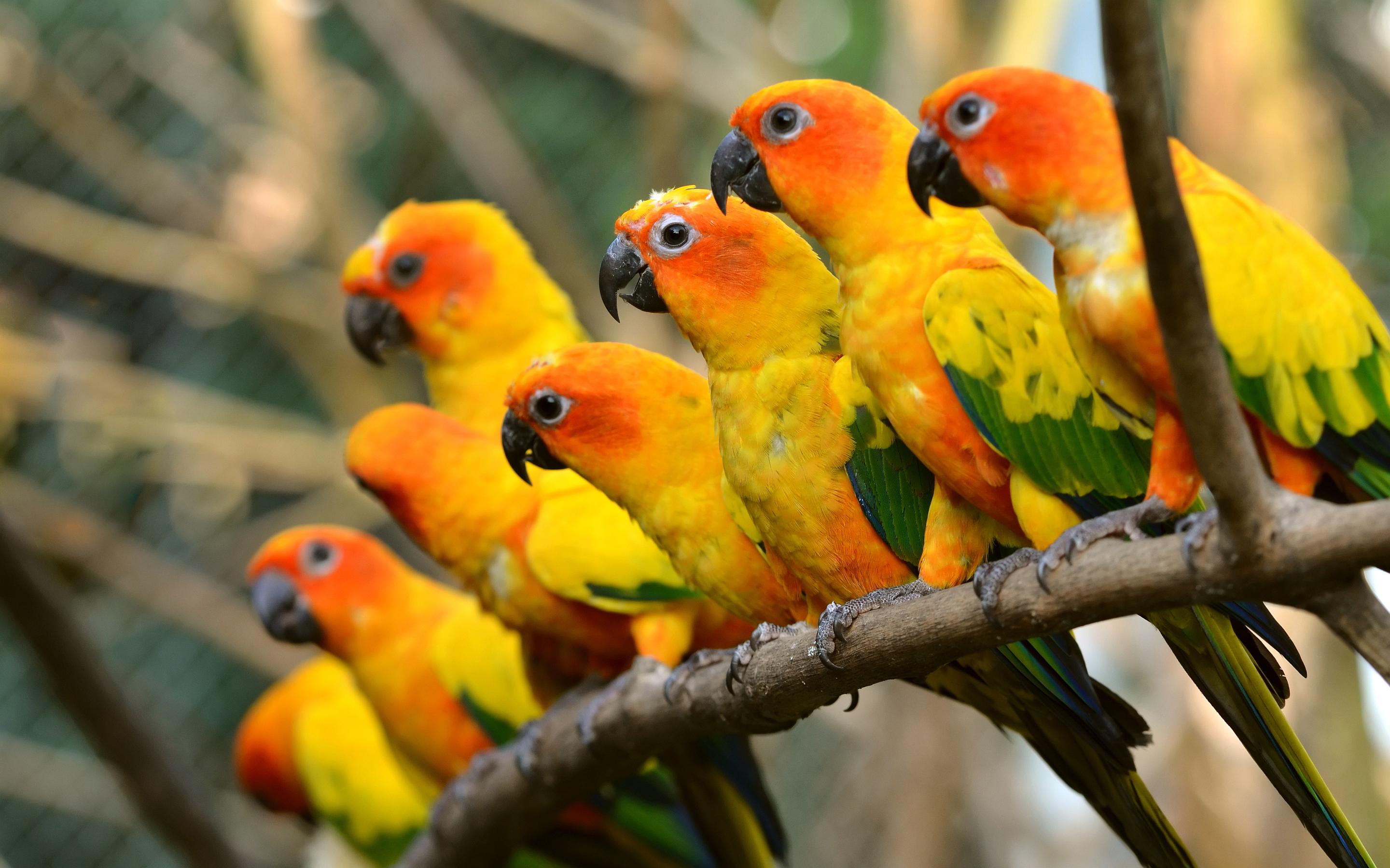 Cute Parrots Wallpapers - Top Free Cute Parrots Backgrounds ...