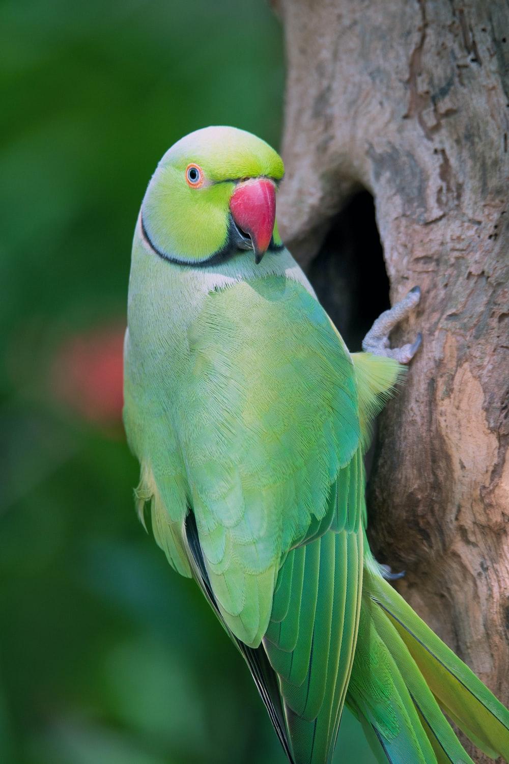 Cute Parrots Wallpapers - Top Free Cute Parrots Backgrounds ...
