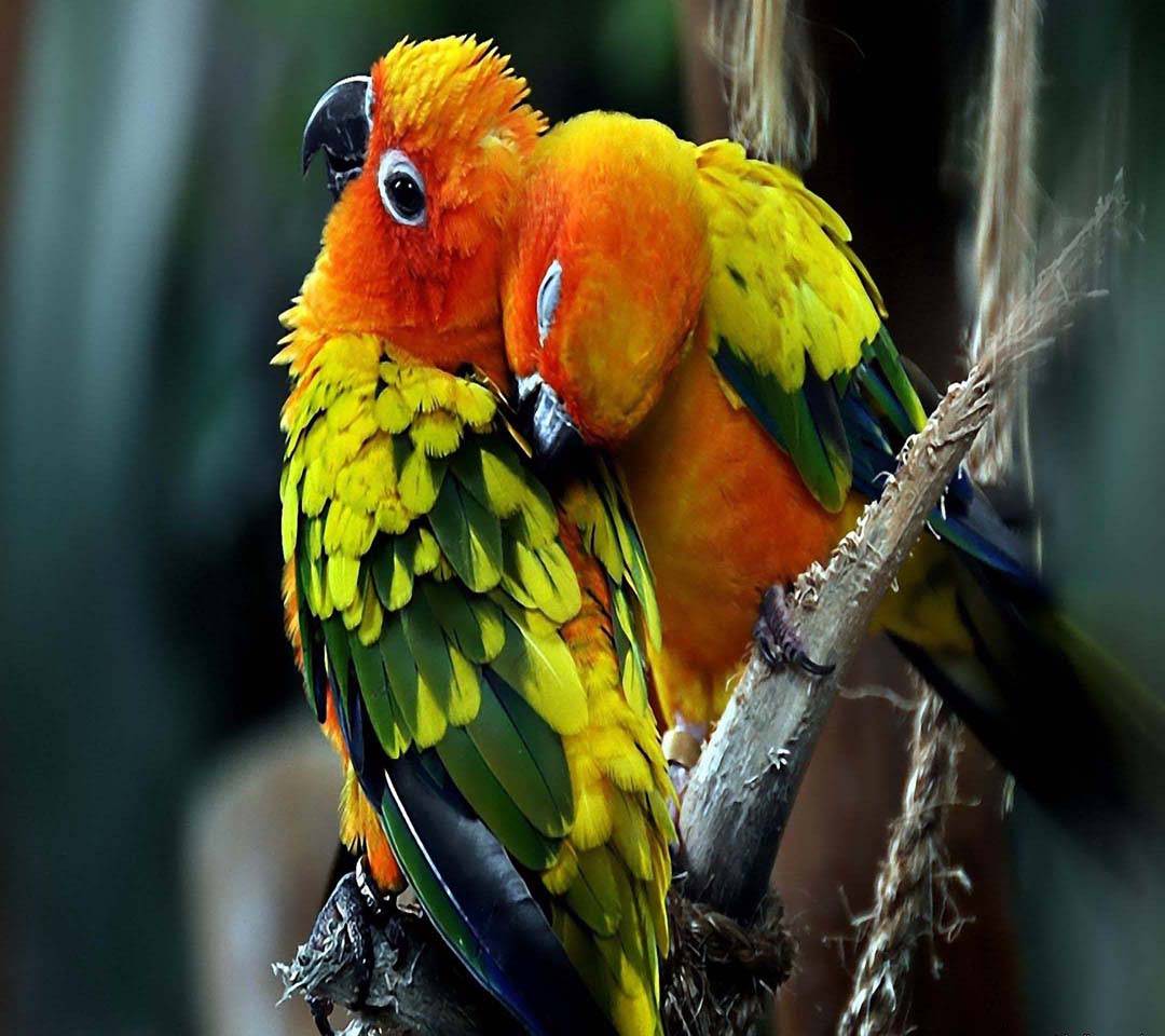 Cute Parrots Wallpapers - Top Free Cute Parrots Backgrounds ...