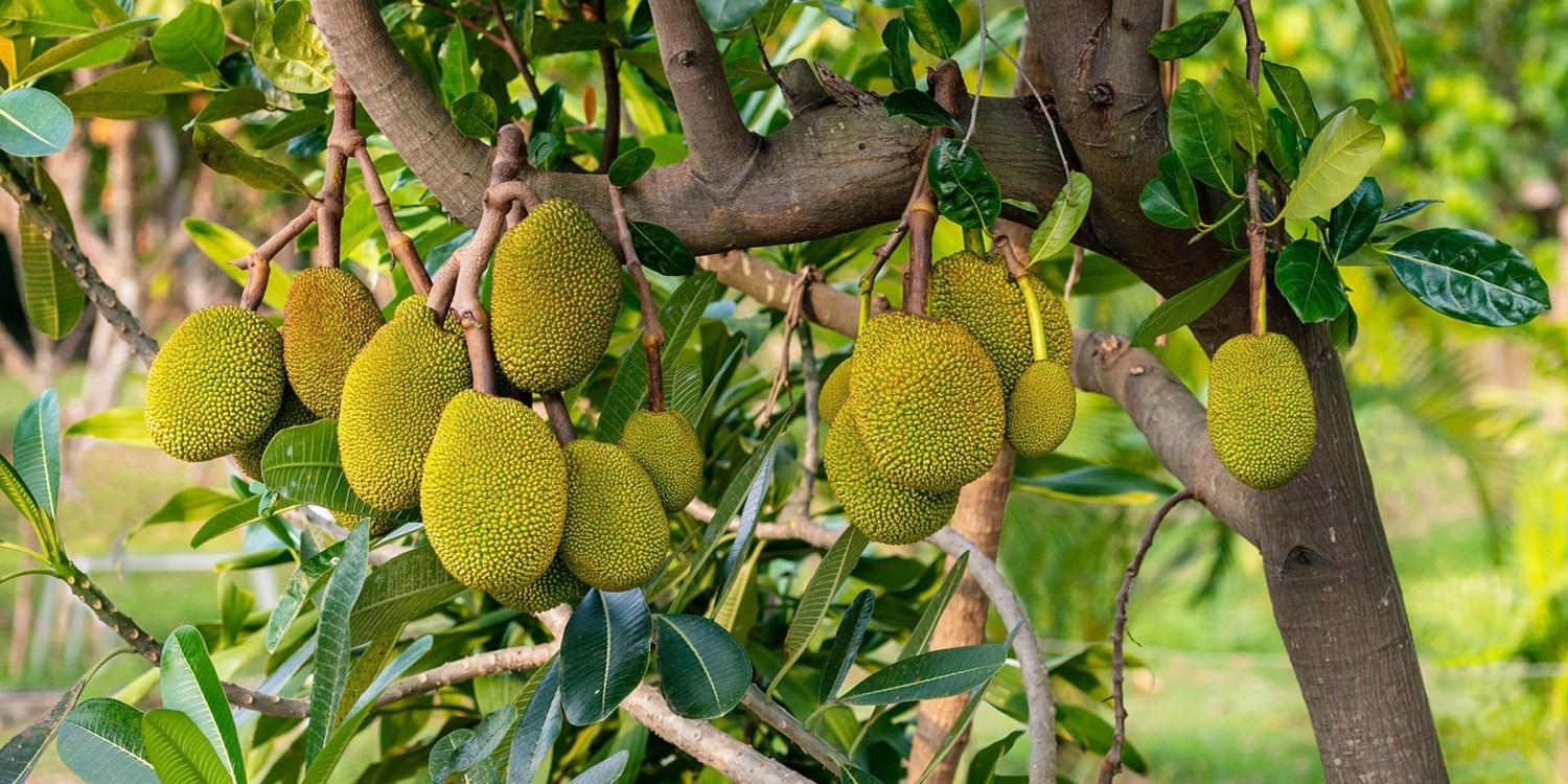 Jackfruit Wallpapers - Top Free Jackfruit Backgrounds - WallpaperAccess
