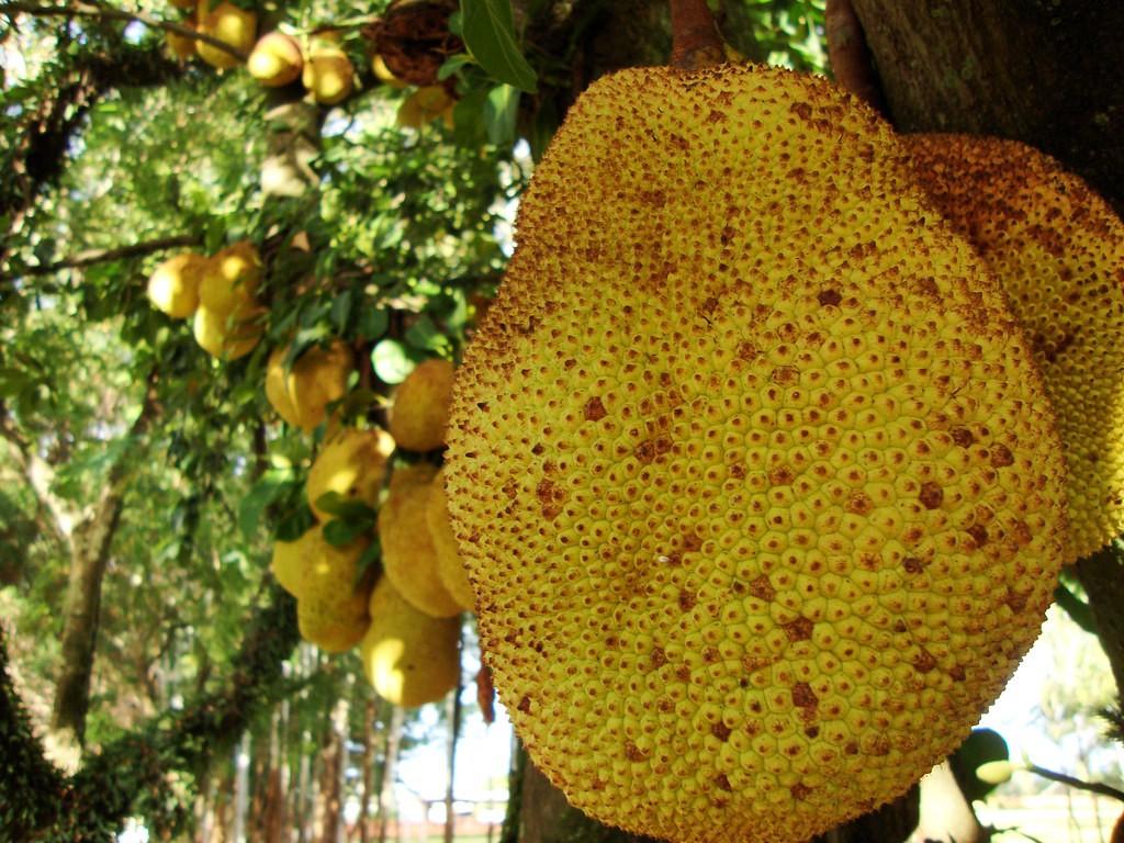 Jackfruit Wallpapers - Top Free Jackfruit Backgrounds - WallpaperAccess