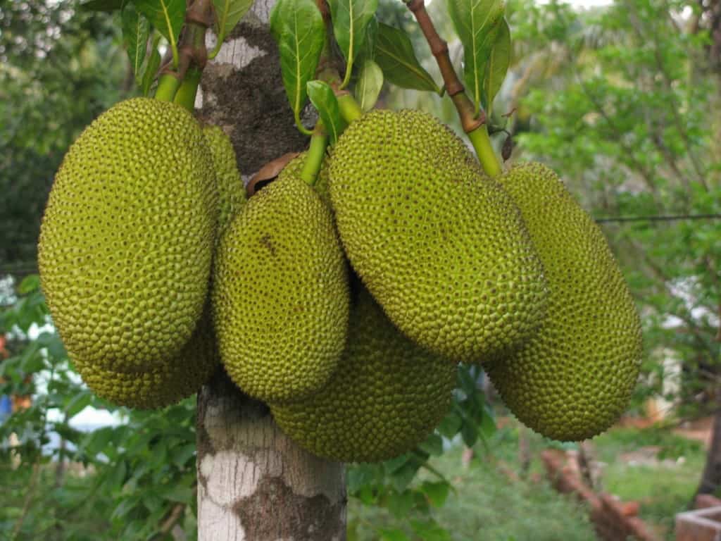 Jackfruit Wallpapers - Top Free Jackfruit Backgrounds - WallpaperAccess
