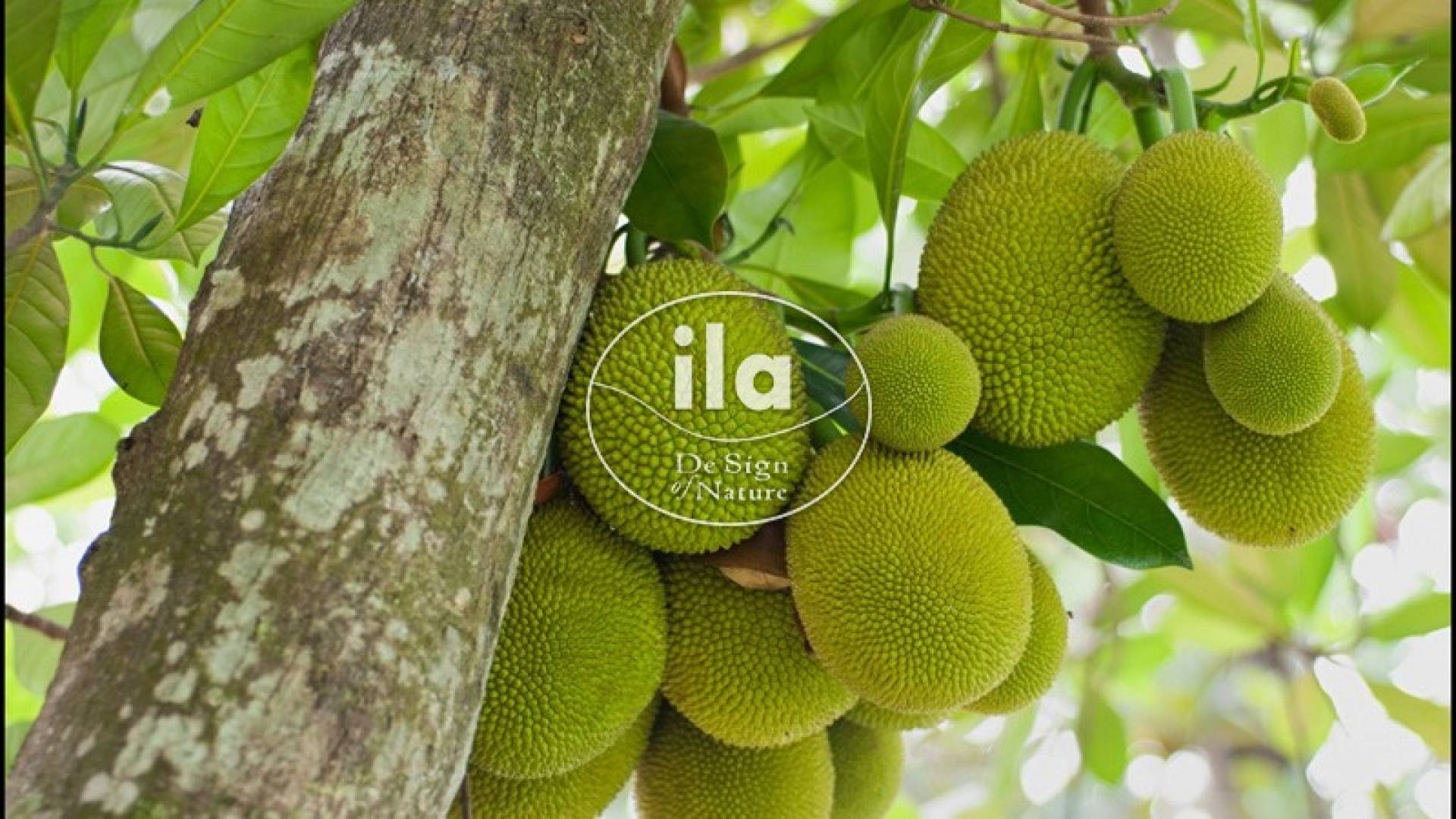 Jackfruit Wallpapers - Top Free Jackfruit Backgrounds - WallpaperAccess