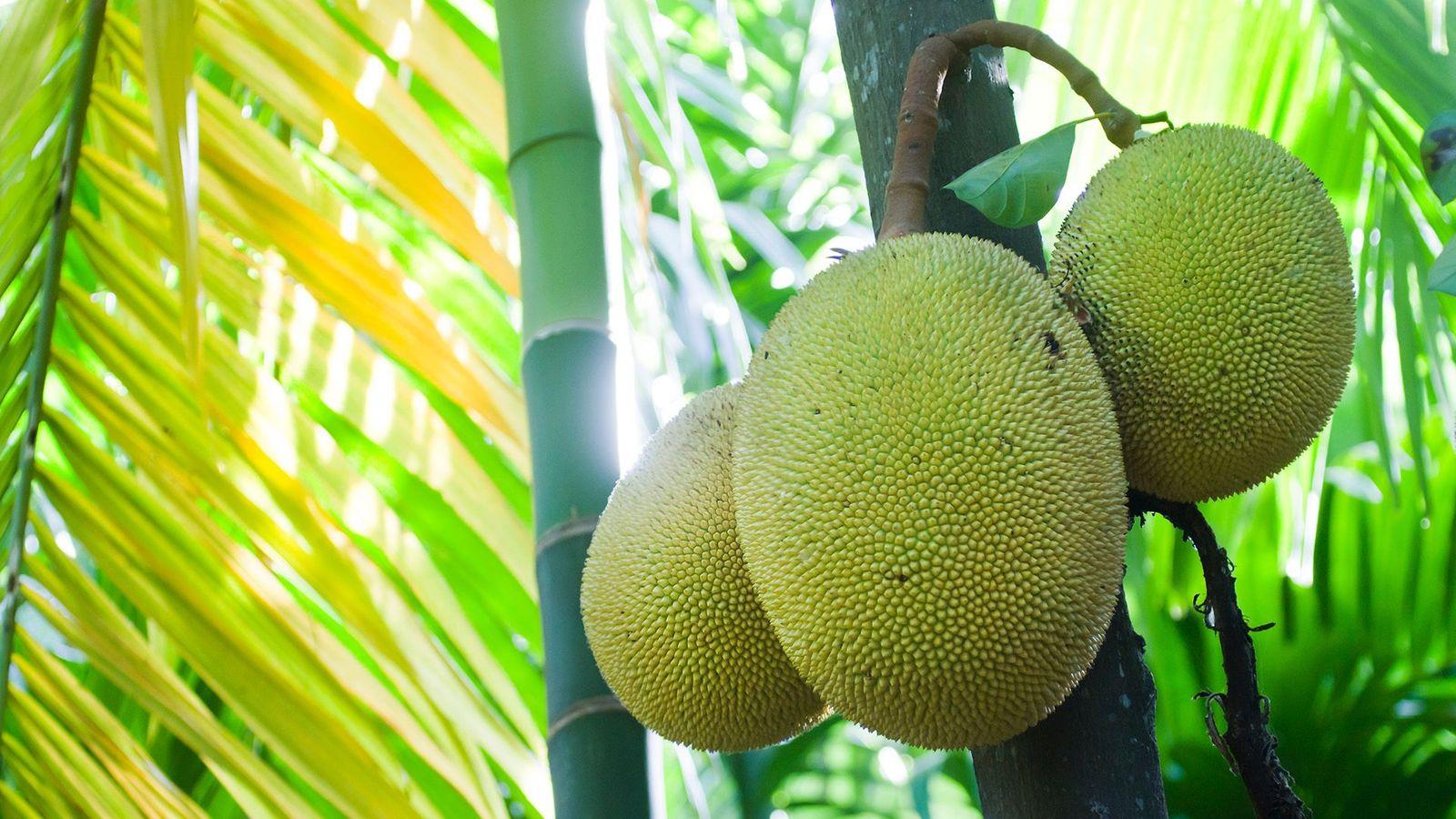 Jackfruit Wallpapers - Top Free Jackfruit Backgrounds - WallpaperAccess